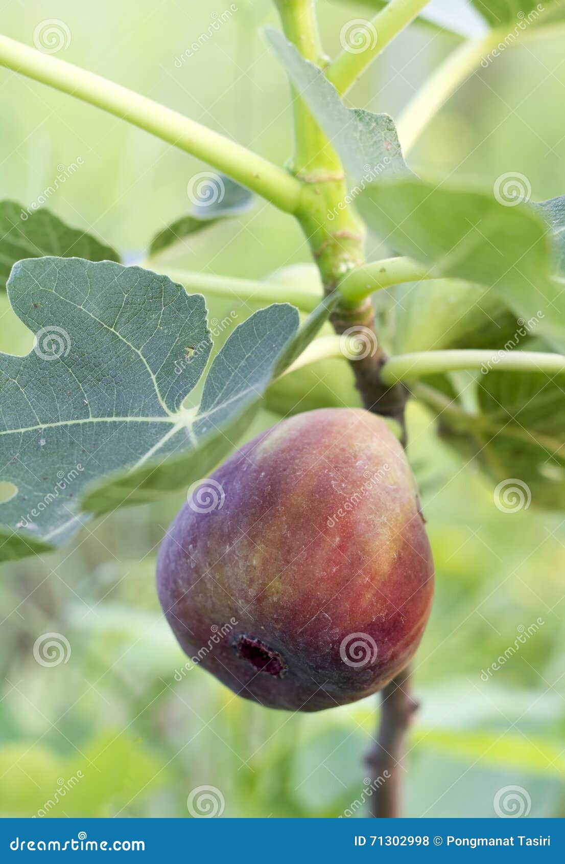 Figs on the Branch of a Fig Tree Stock Photo - Image of photograph ...
