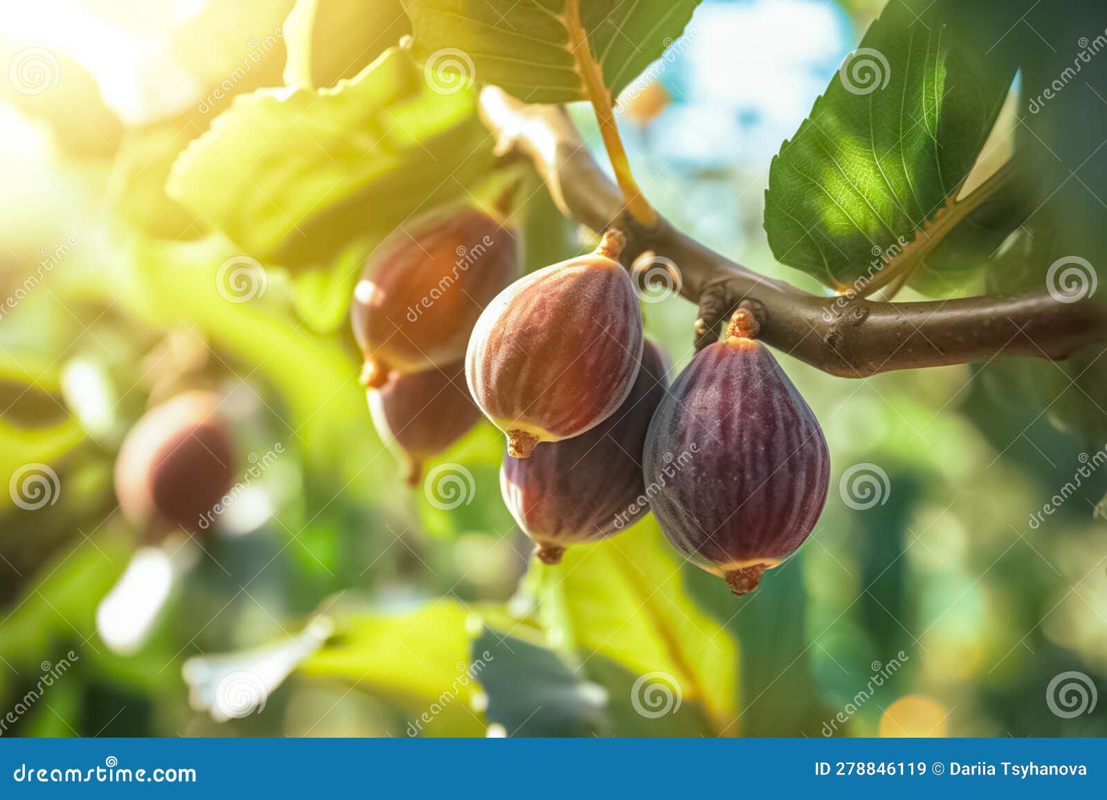 Figs on the Branch Hanging on a Figs Tree, Plantation in Sunset Light ...