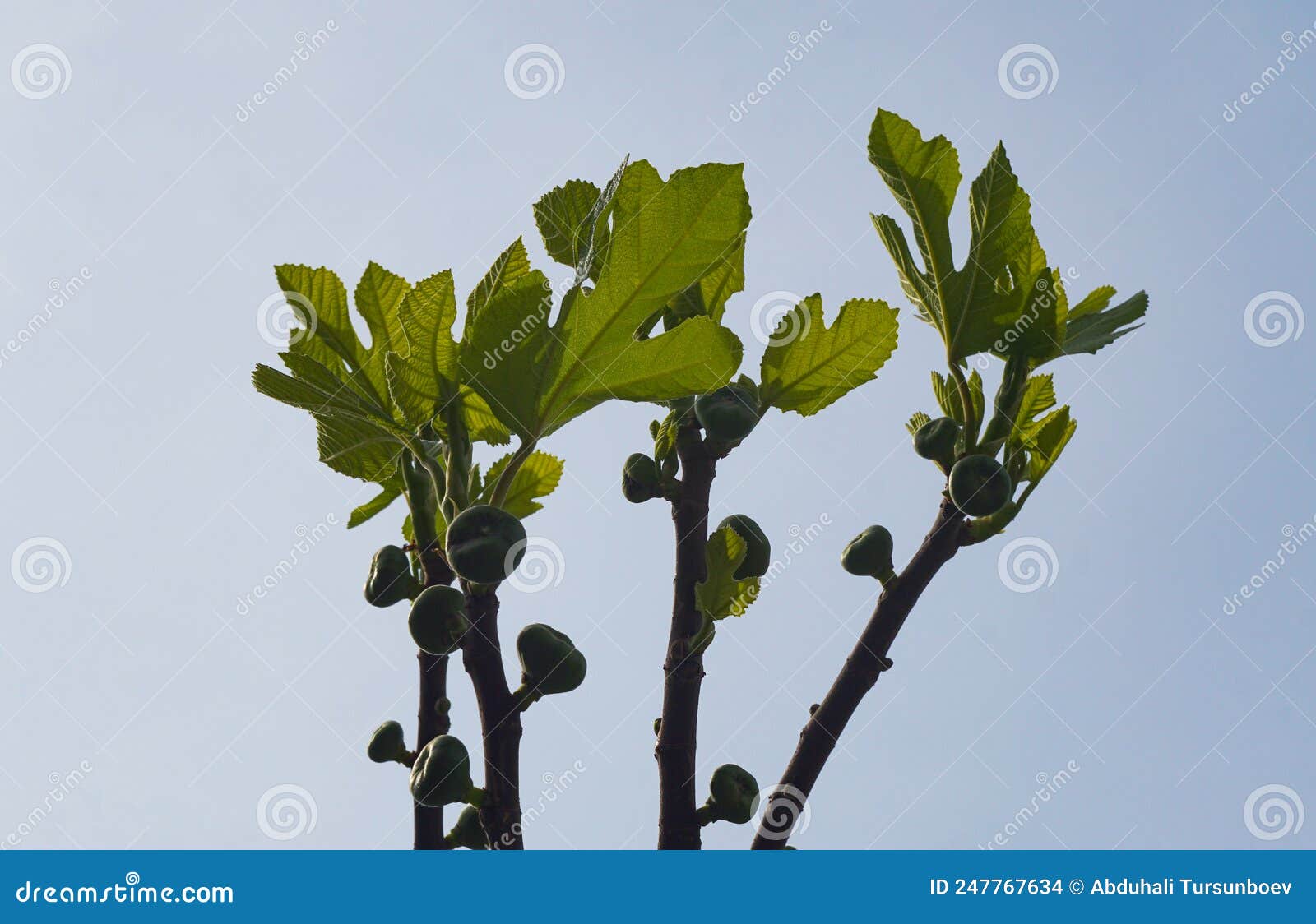 Figs on the Branches of a Fig Tree Stock Photo - Image of branch, plant ...