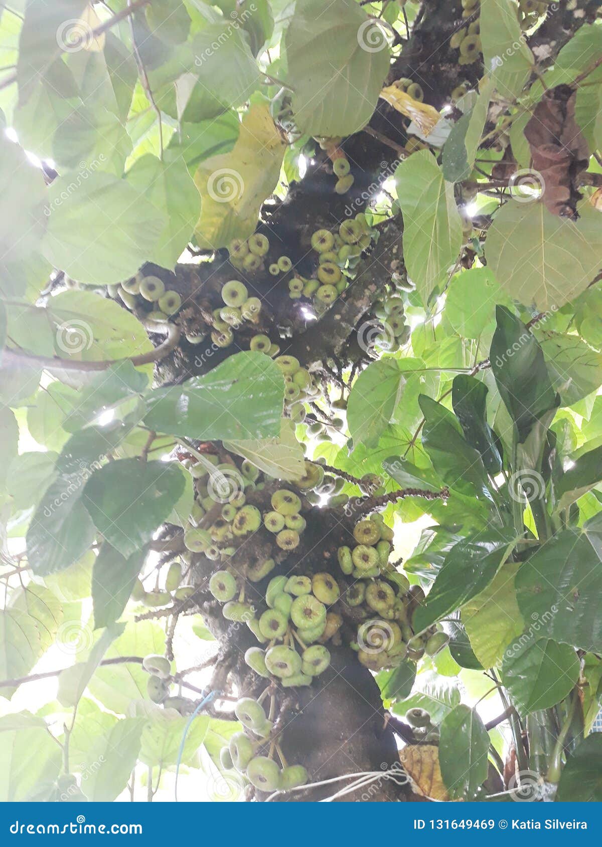 Big tree with chilean figs stock image. Image of figs - 131649469