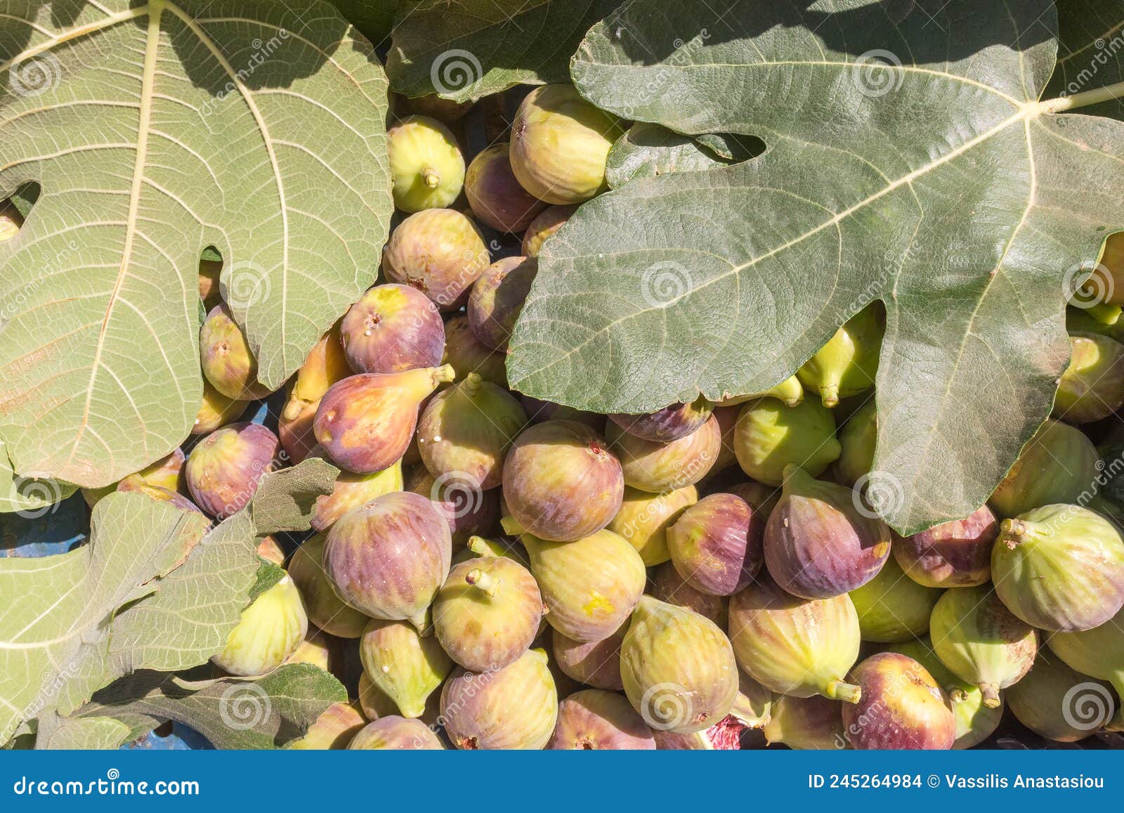 Figs Collected and Ready To Be Packed. Stock Photo - Image of juicy ...