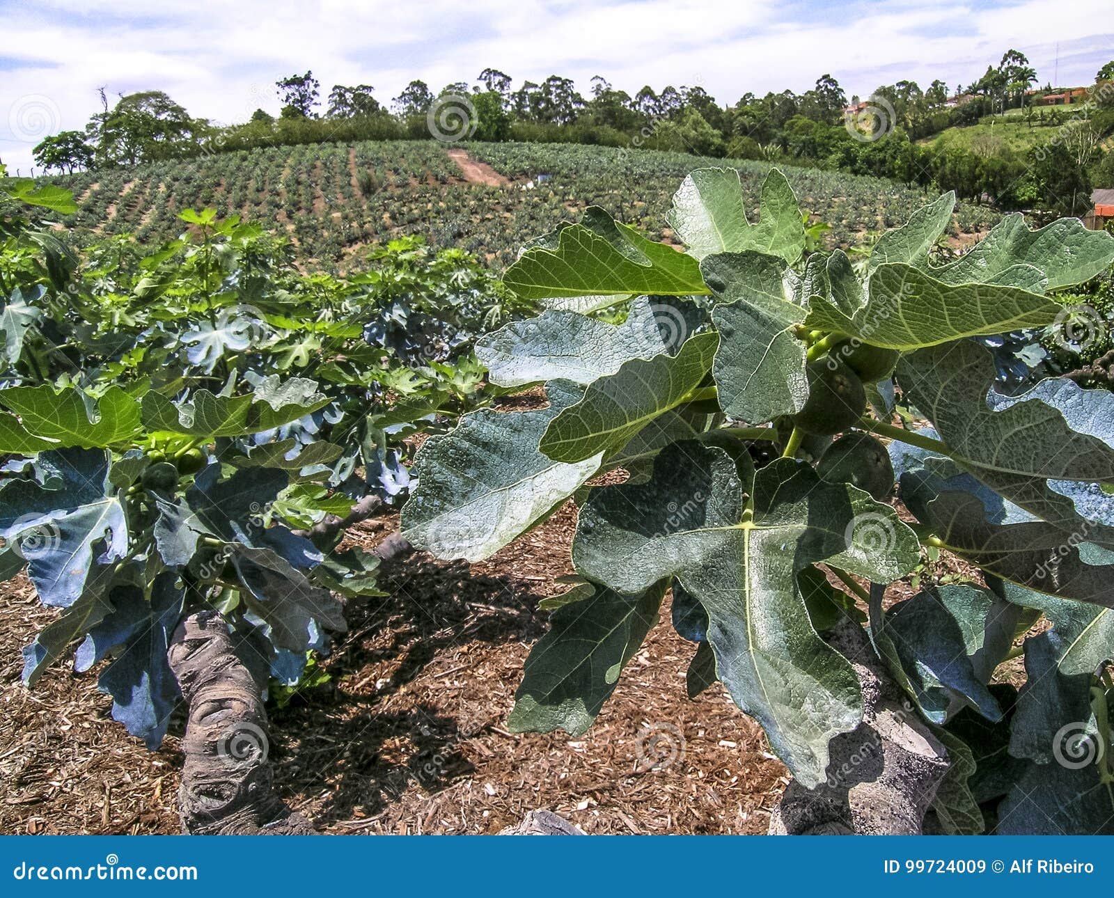 Figs in the field. stock image. Image of immaturity, south - 99724009