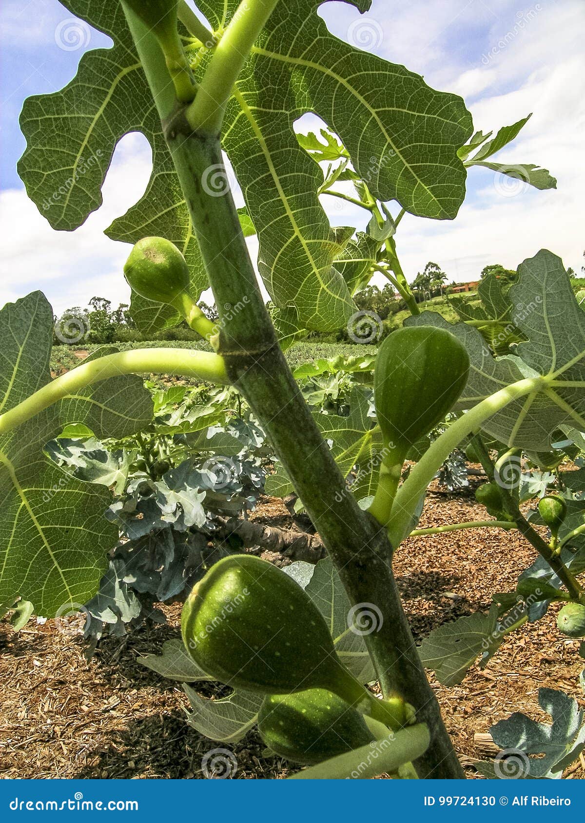 Figs in the field. stock photo. Image of south, farmland - 99724130