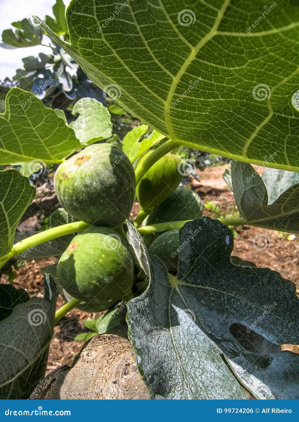 Figs in the field. stock photo. Image of farm, green - 99724206