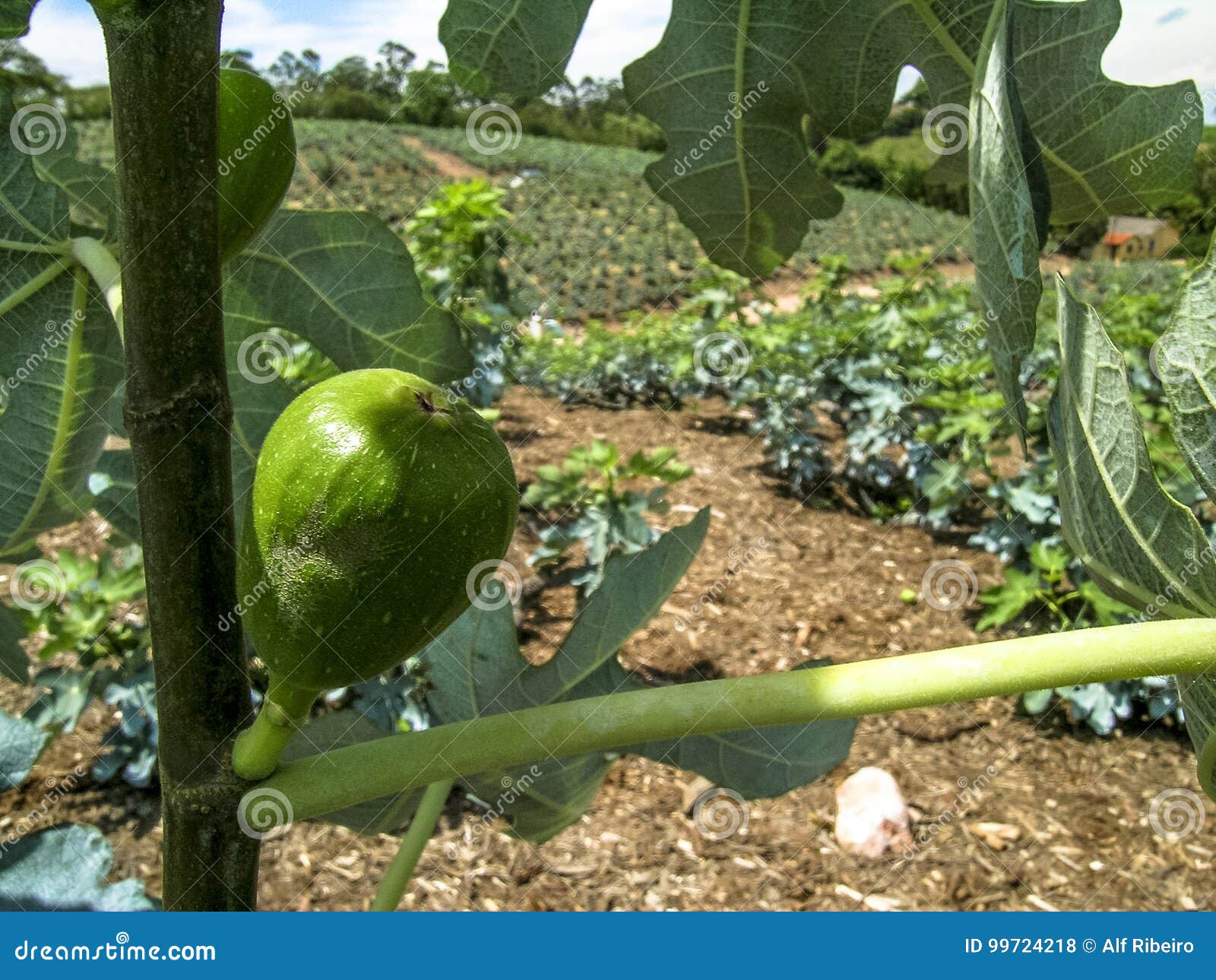Figs in the field. stock photo. Image of agriculture - 99724218