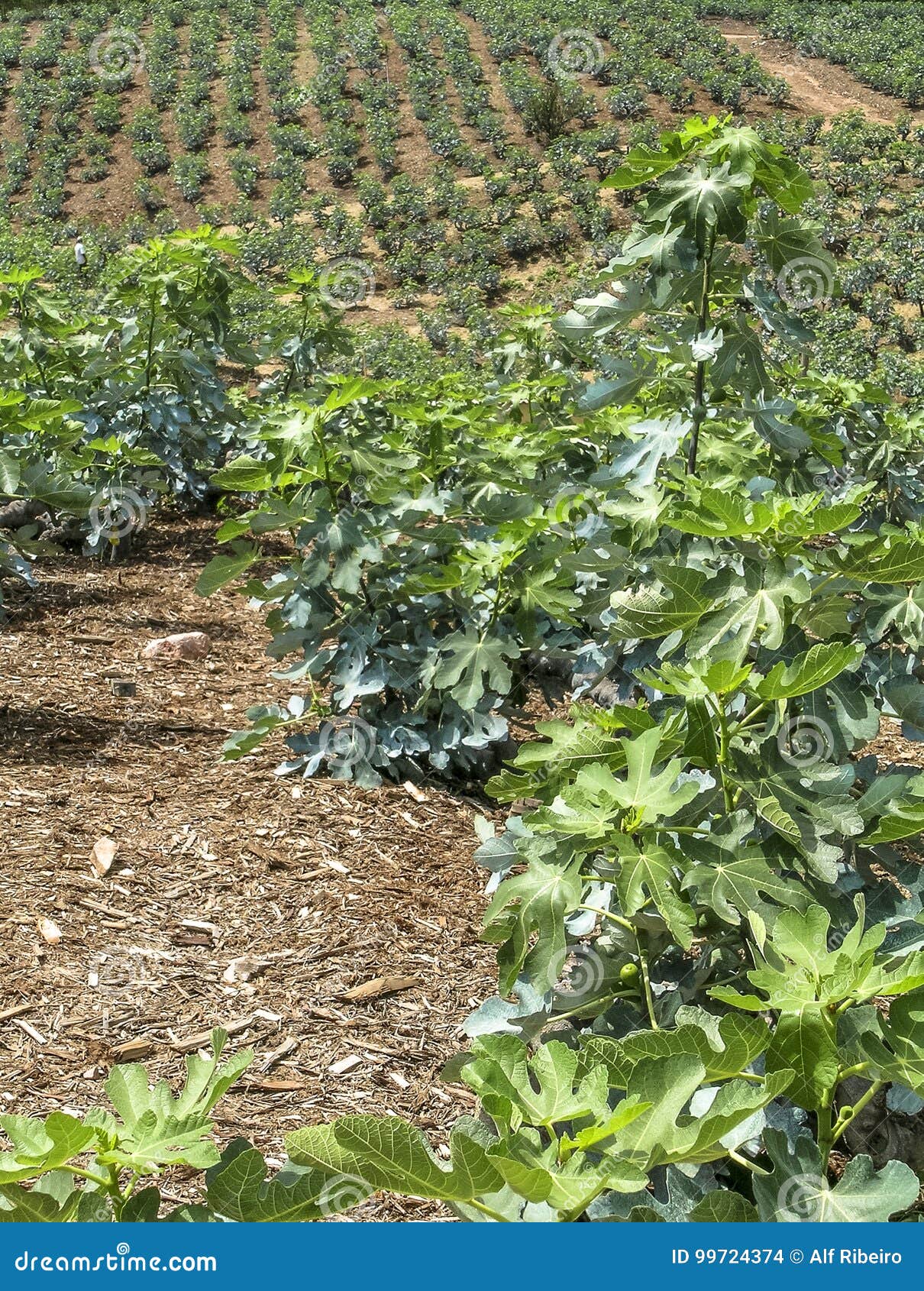 Figs in the field. stock photo. Image of food, planting - 99724374