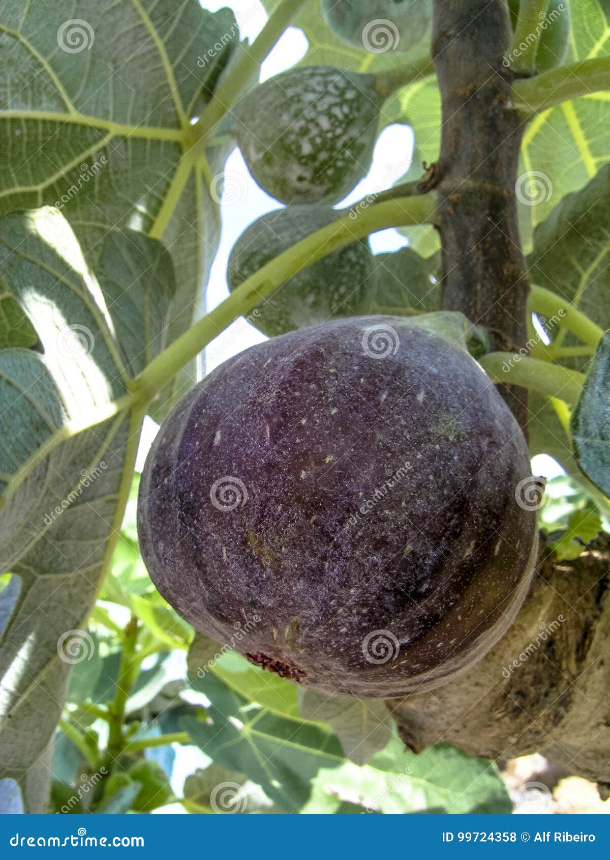 Figs in the field. stock photo. Image of field, agriculture - 99724358