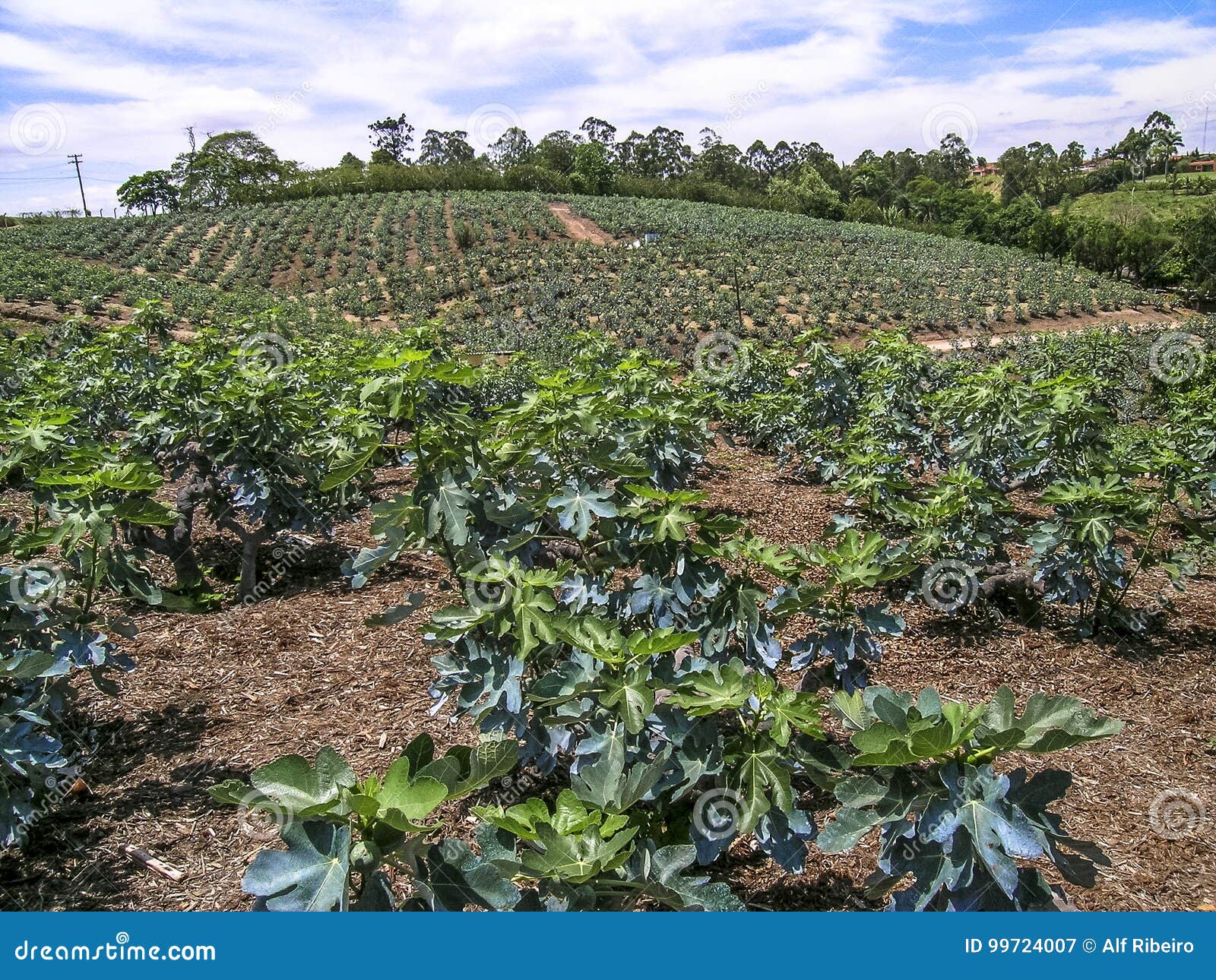 Figs in the field. stock image. Image of farm, crop, south - 99724007