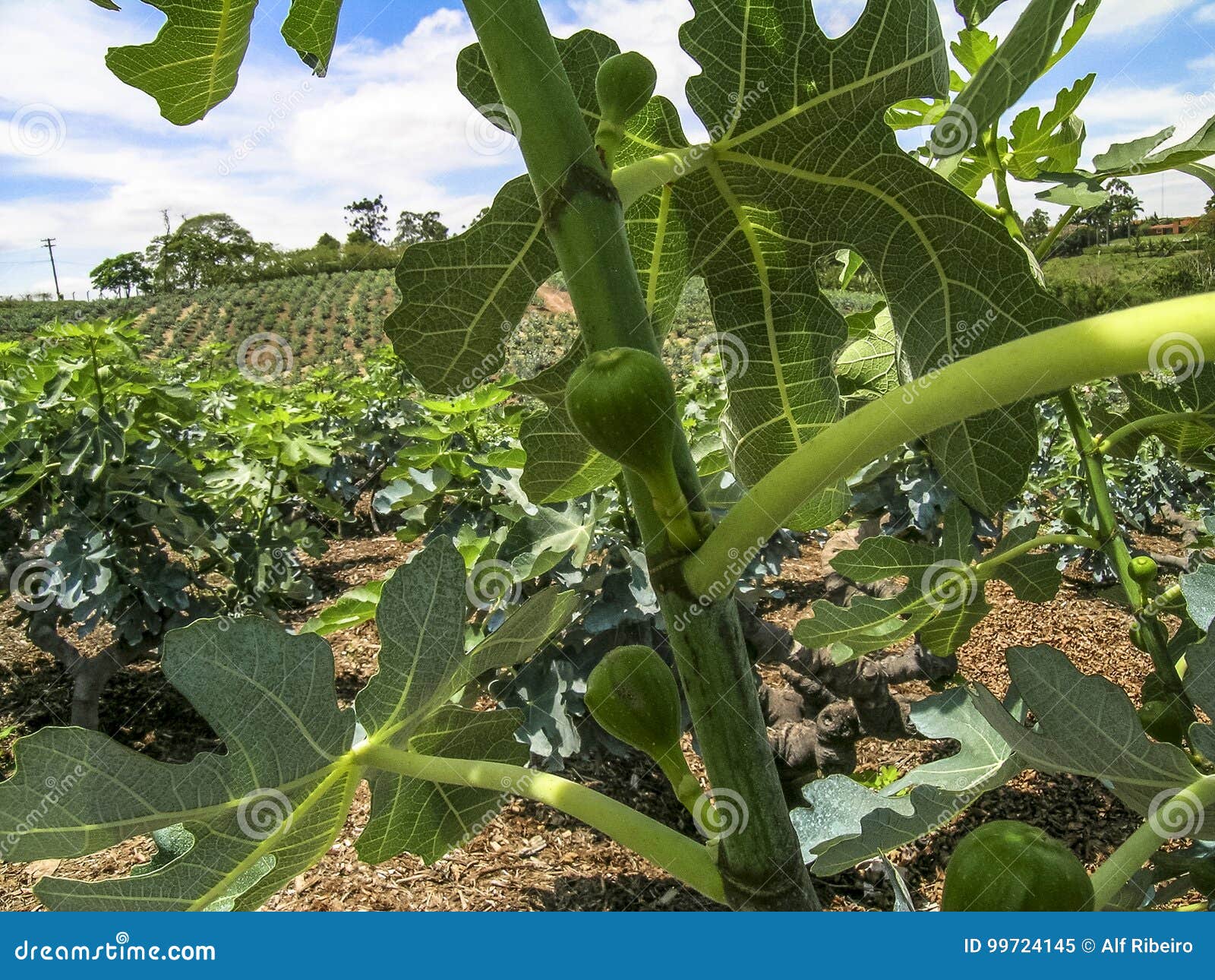 Figs in the field. stock image. Image of figs, production - 99724145