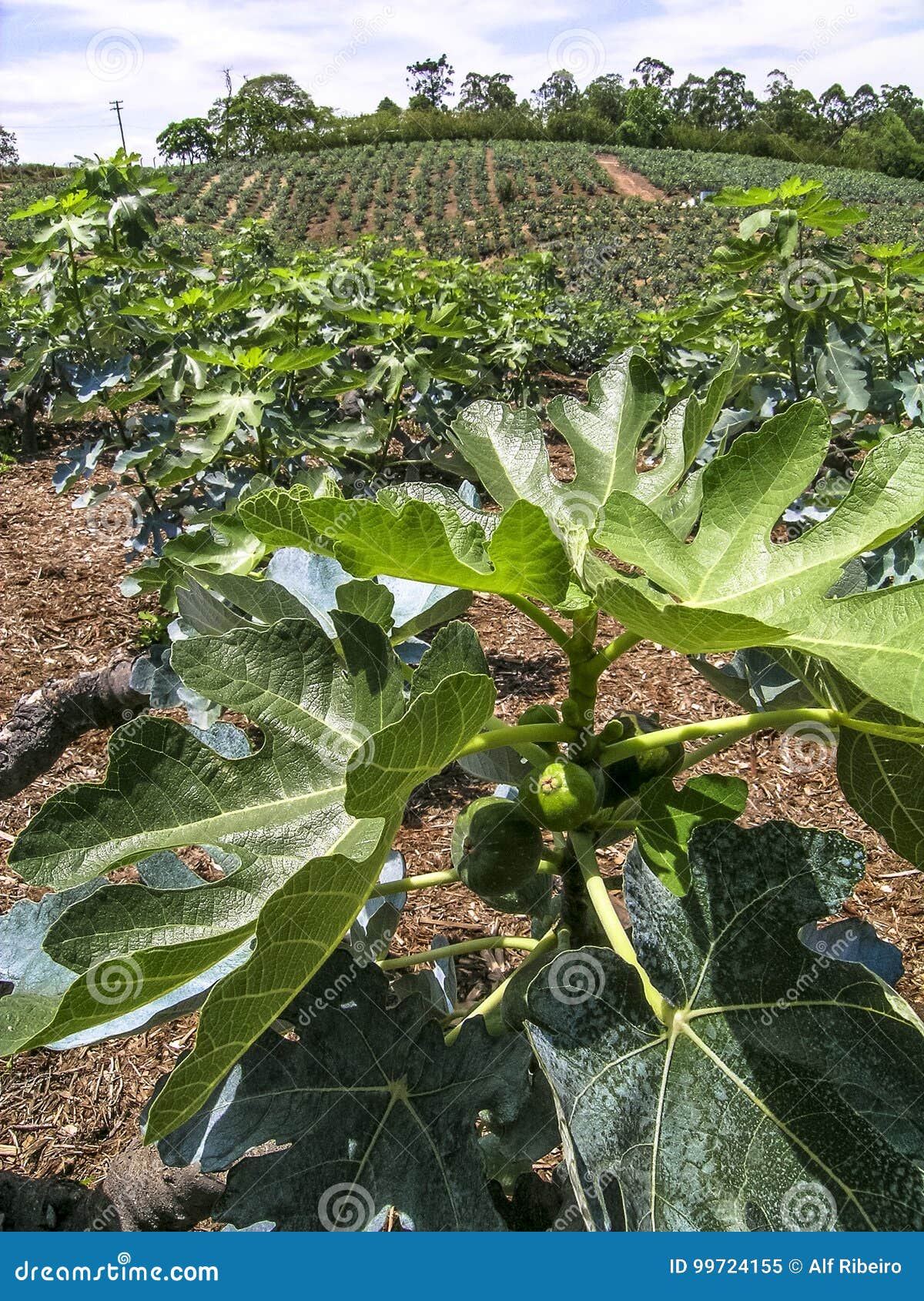 Figs in the field. stock image. Image of field, plant - 99724155