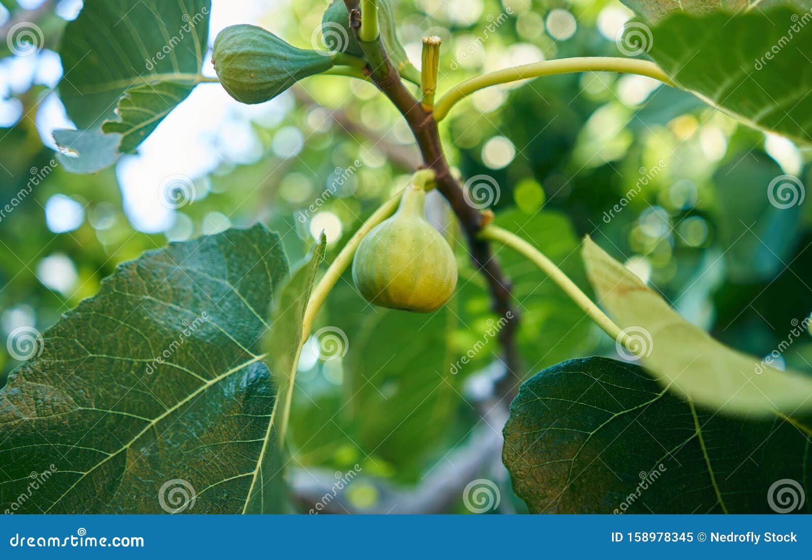 Figs on the fig tree stock image. Image of unripe, ingredient - 158978345