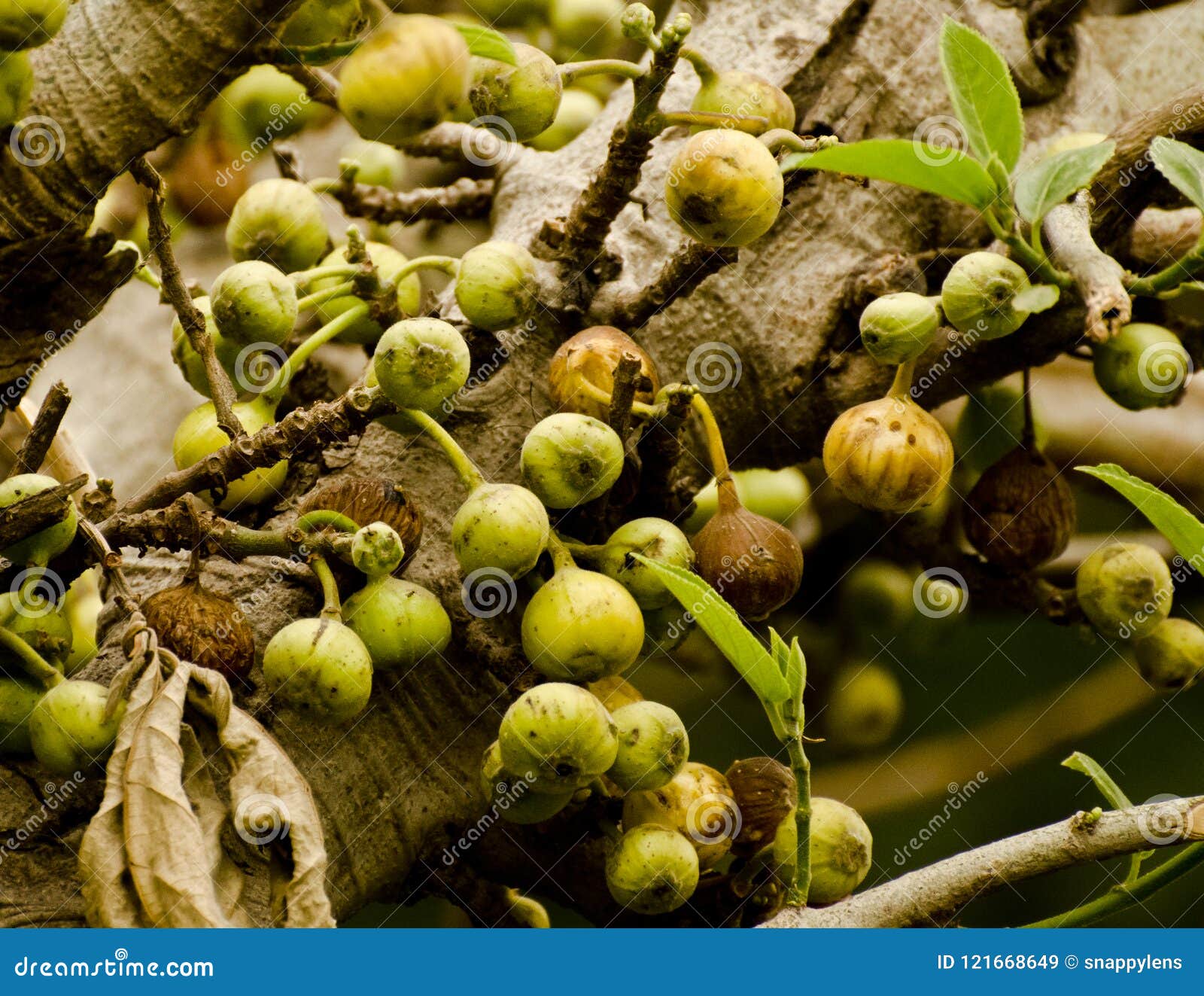 Figs on a fig tree stock image. Image of fruit, edible - 121668649
