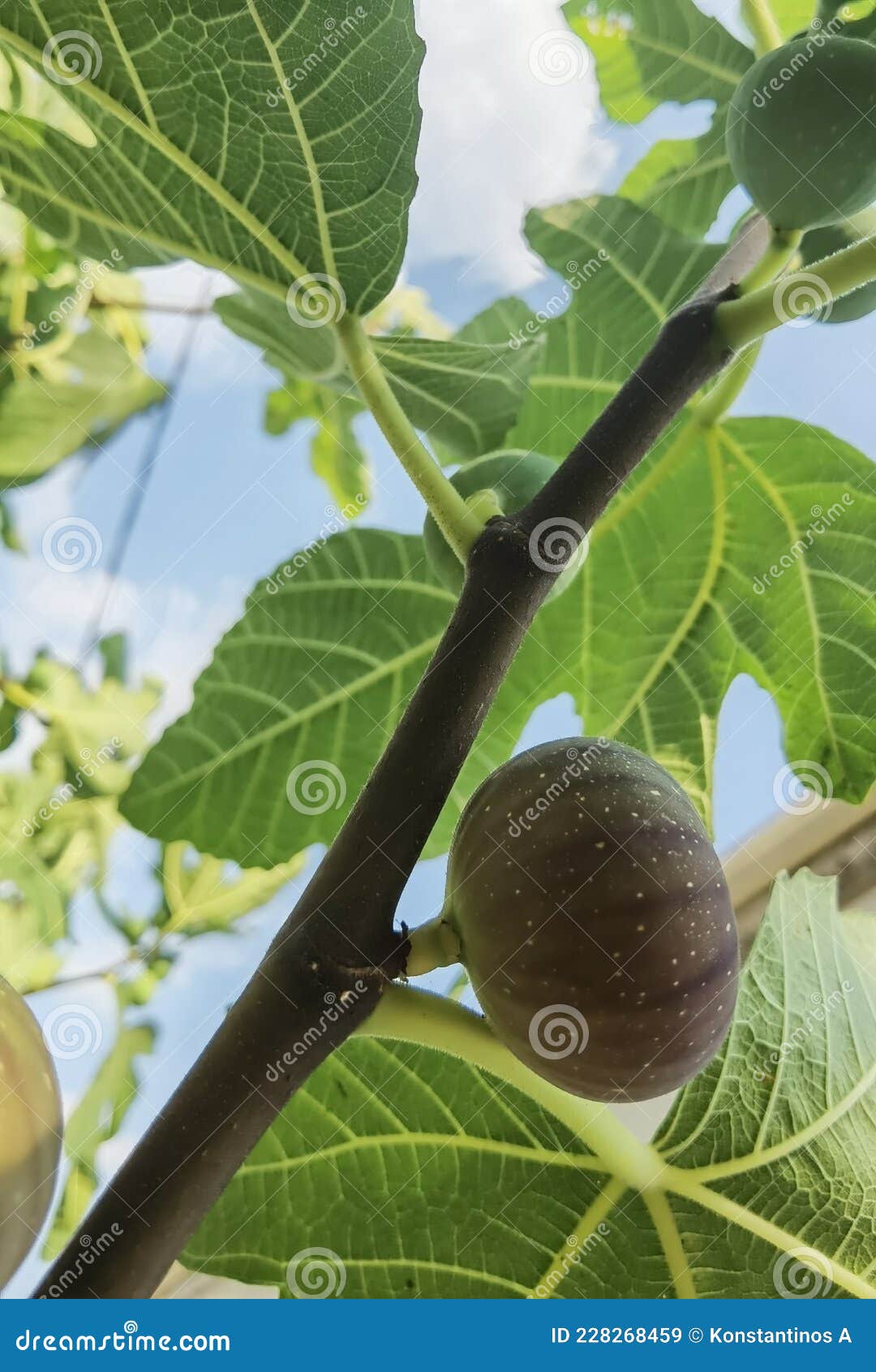 Figs on Fig Tree Ripe in Sempember Autumn Stock Image - Image of greece ...