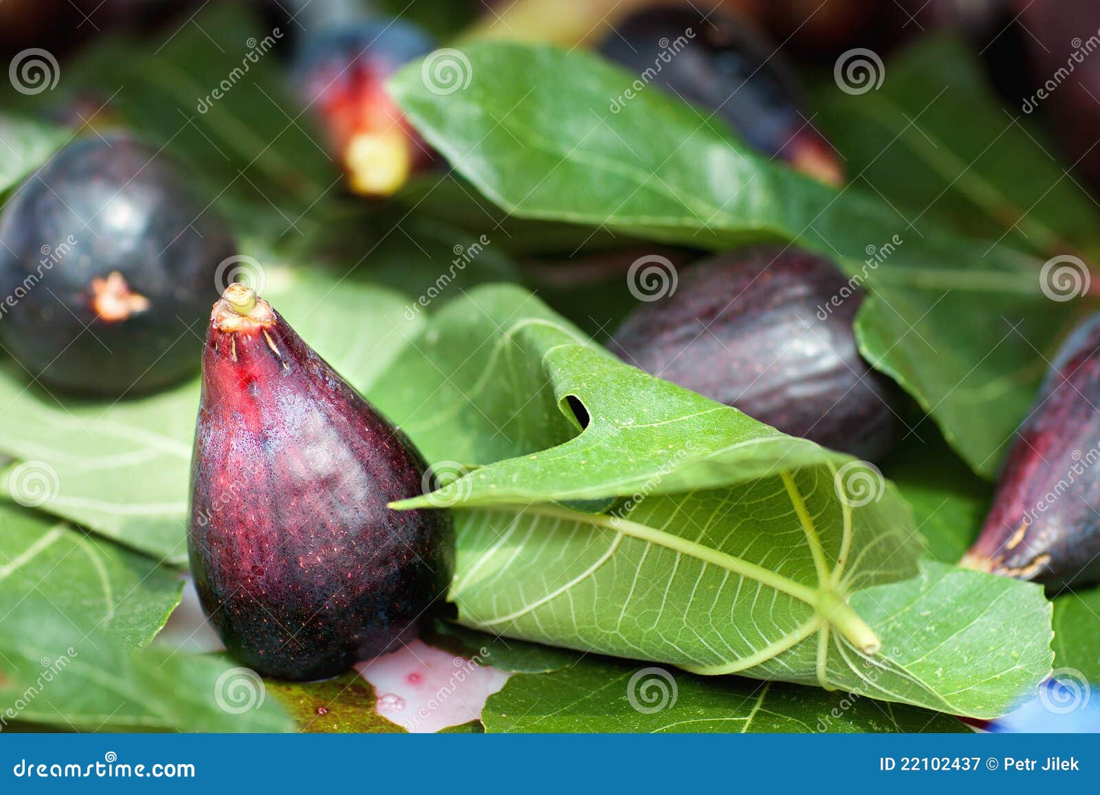 Figs Fruits close-up stock image. Image of freshness - 22102437