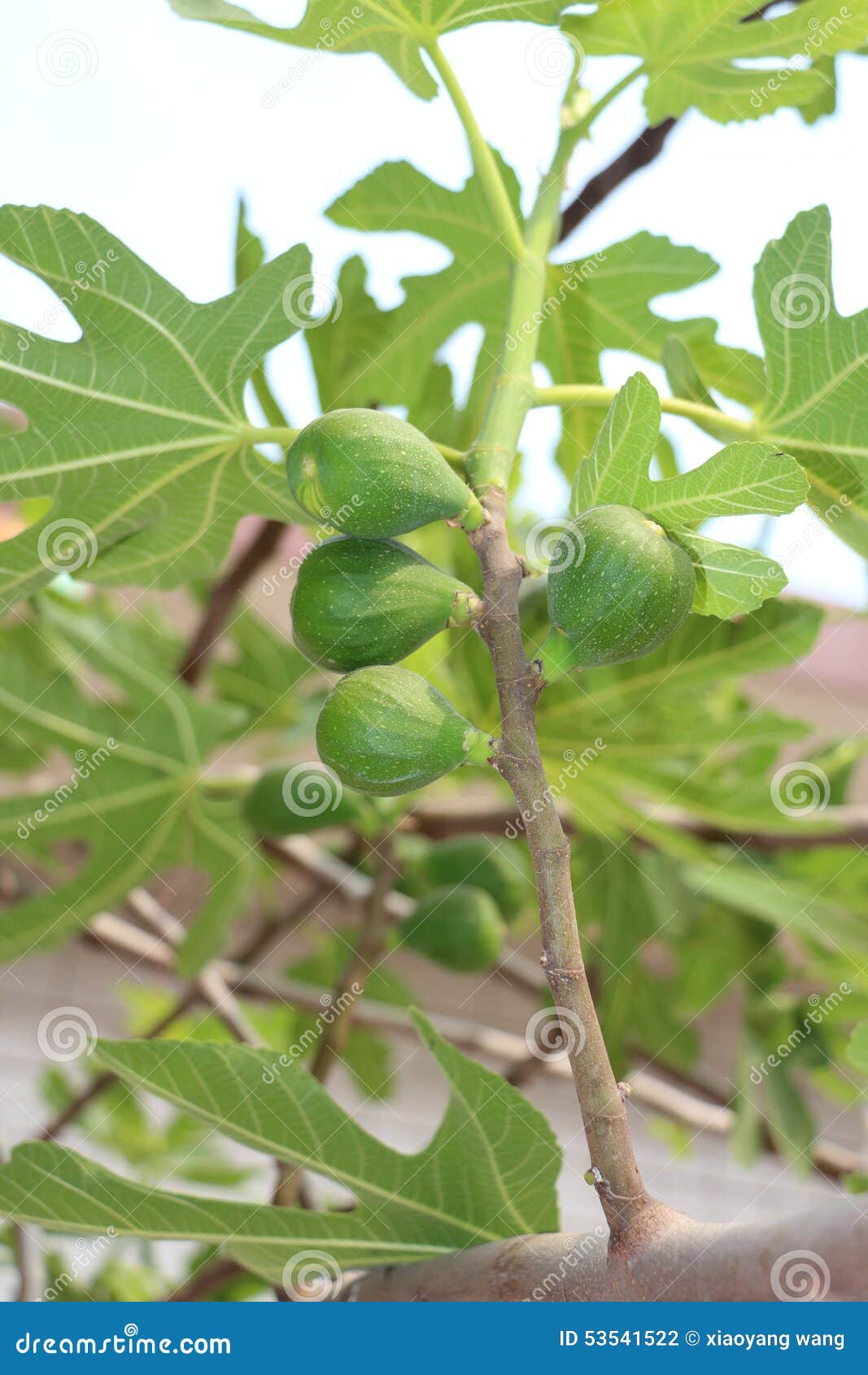 Figs stock photo. Image of north, tree, green, figs, china - 53541522