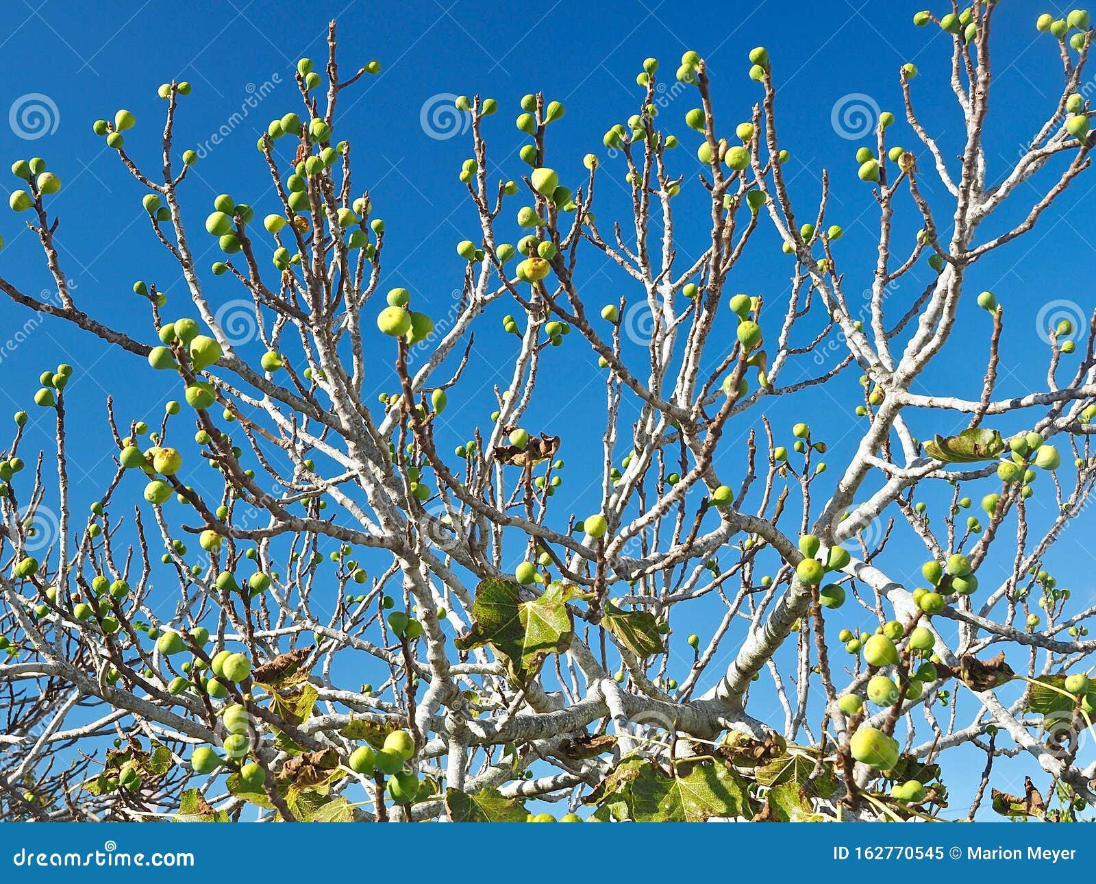 Figs Growing on a Big Fig Tree with Blue Sky Stock Image - Image of ...