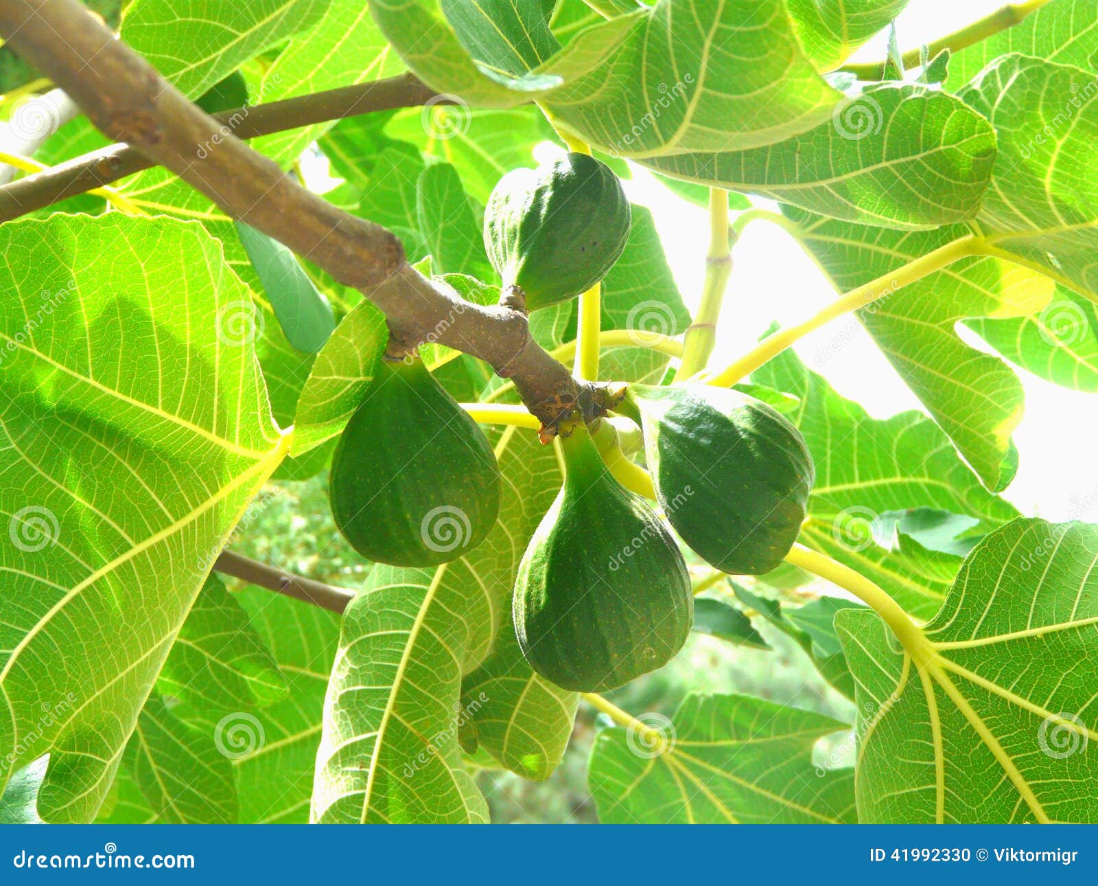 Figs, Growing on a Tree Branch Stock Photo - Image of tourism, food ...
