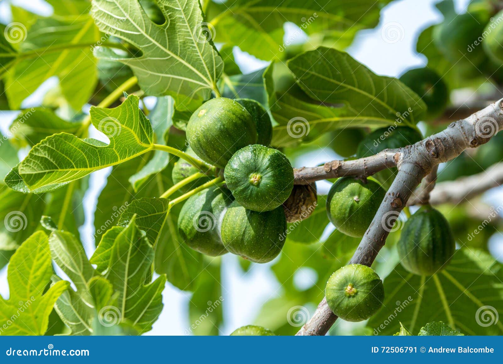 Figs growing on a tree stock image. Image of pressure - 72506791