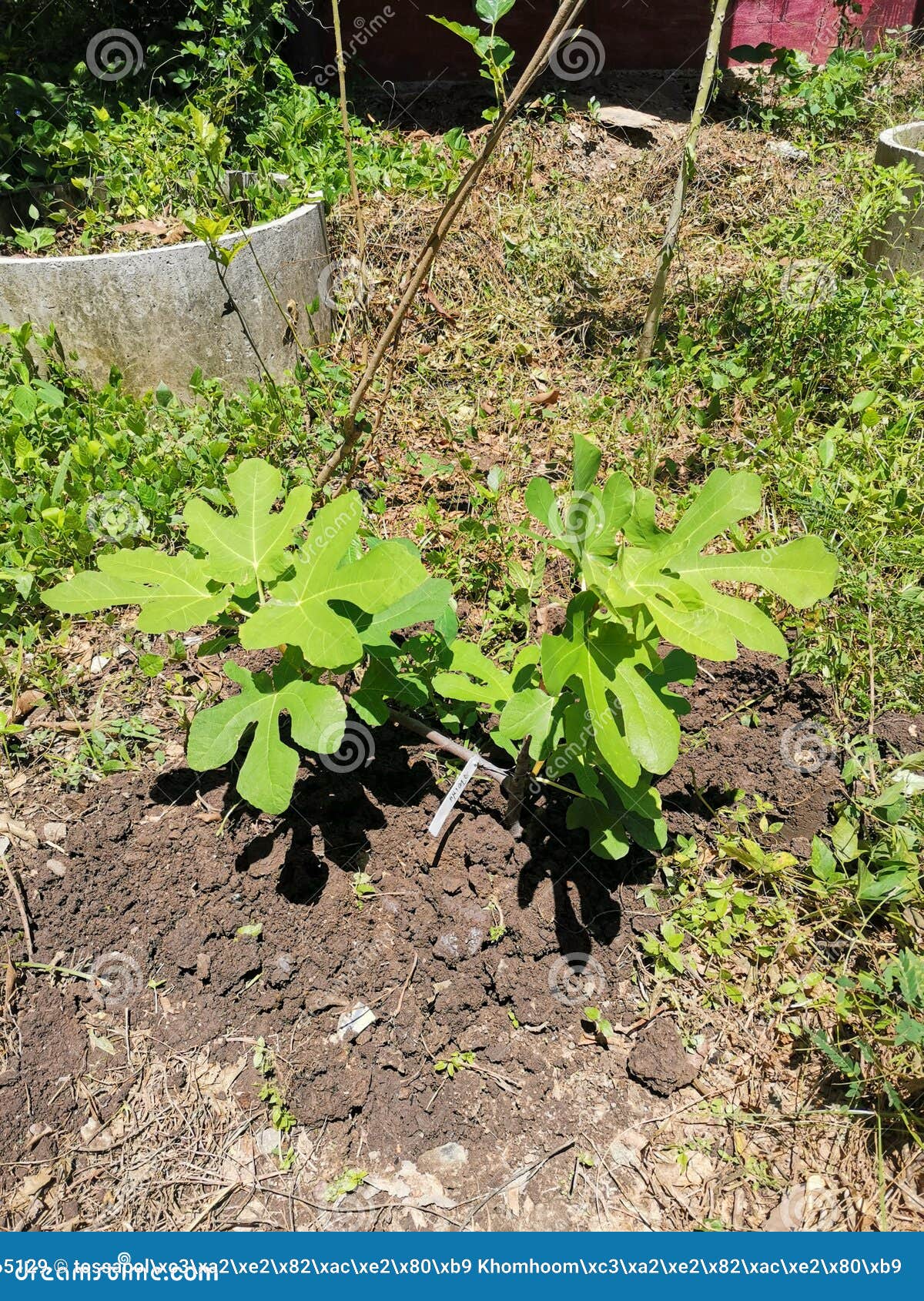 Figs or guava fig trees stock image. Image of yard, wildflower - 185665129