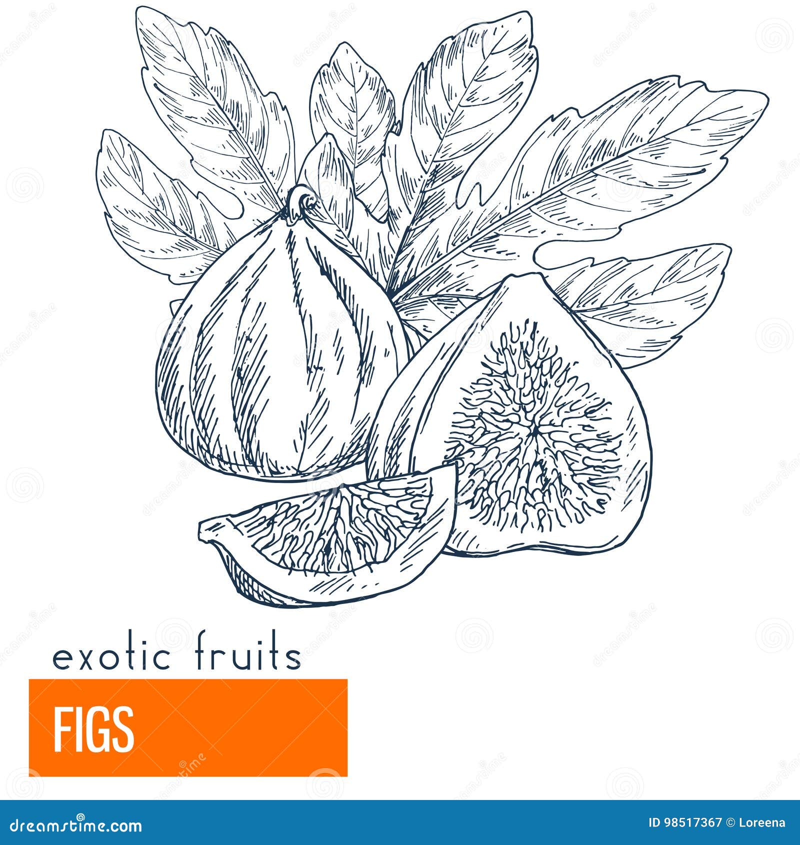 Figs. Hand Drawn Vector Illustration Stock Vector - Illustration of ...
