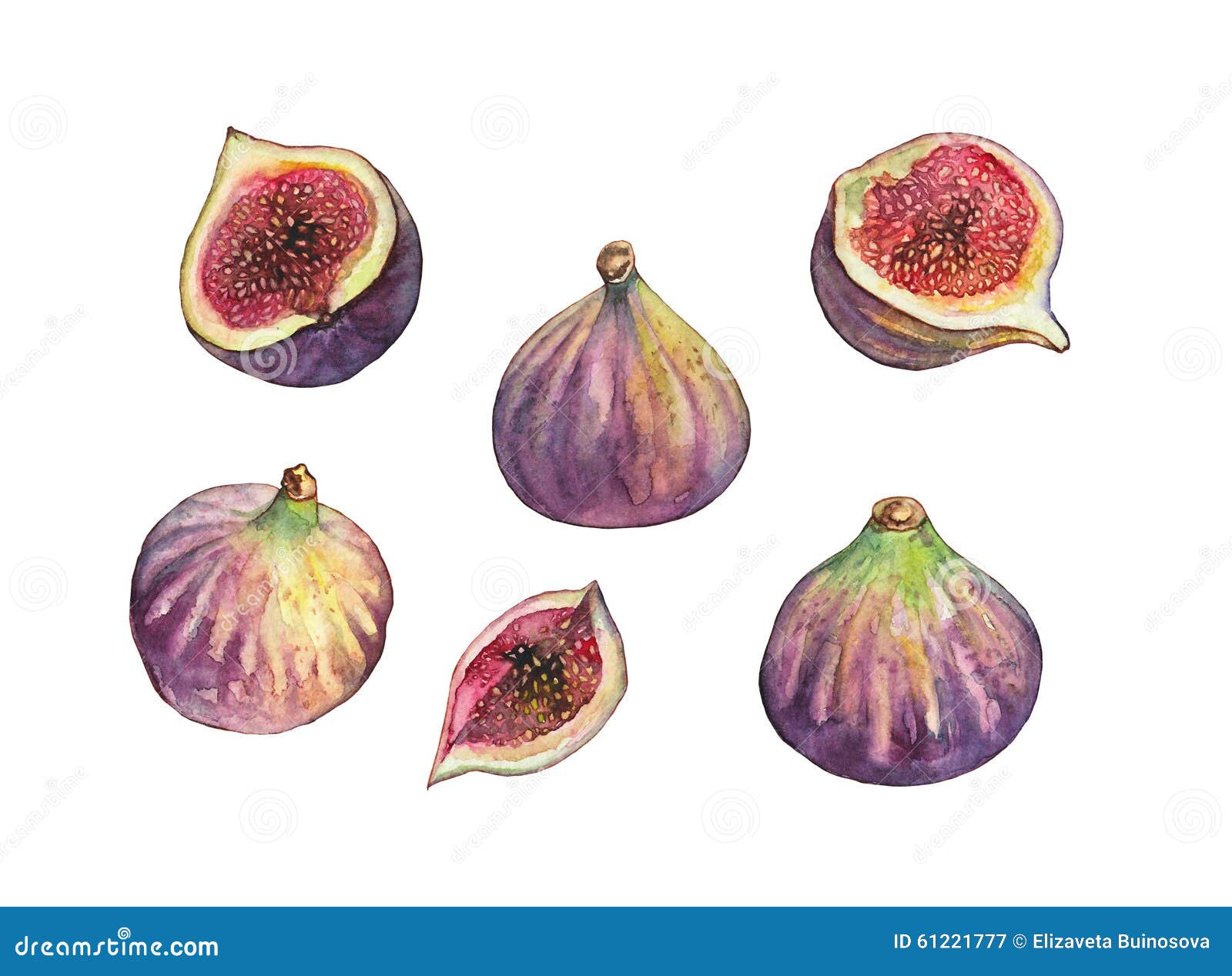 Figs stock illustration. Illustration of diet, drawing - 61221777