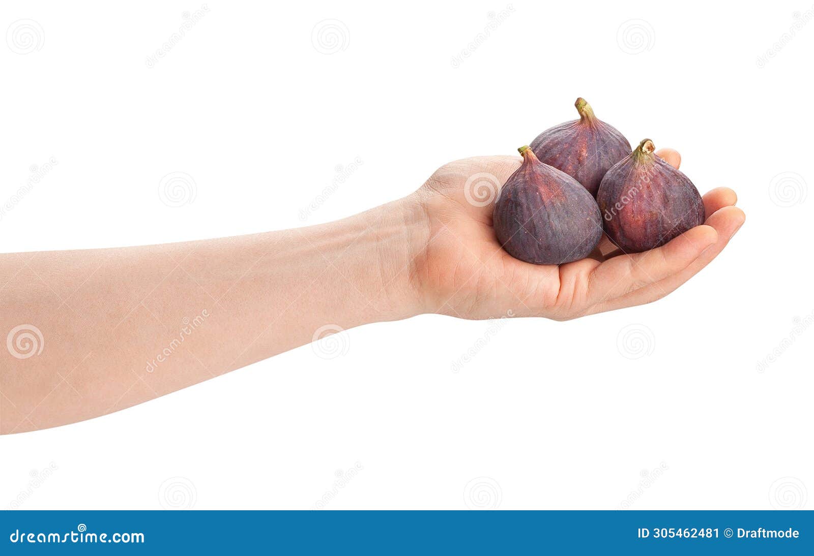 Figs in hand stock image. Image of antioxidant, ripe - 305462481