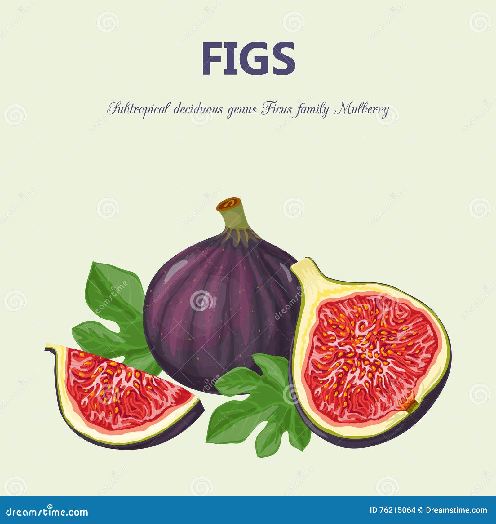 Figs stock illustration. Illustration of core, benefits - 76215064