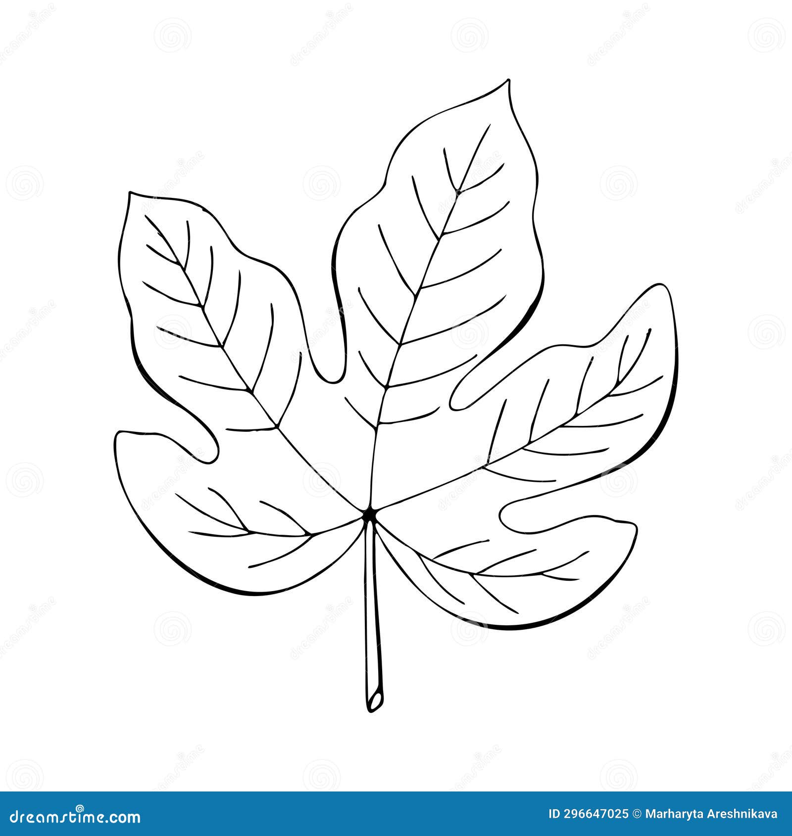 Figs Leaf Drawing Contour, Hand Drawn Doodle, Isolated, White ...