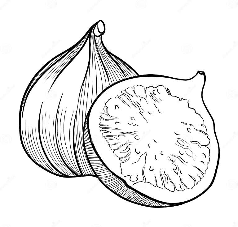 Figs Line Illustration Isolated Stock Image - Illustration of diagram ...