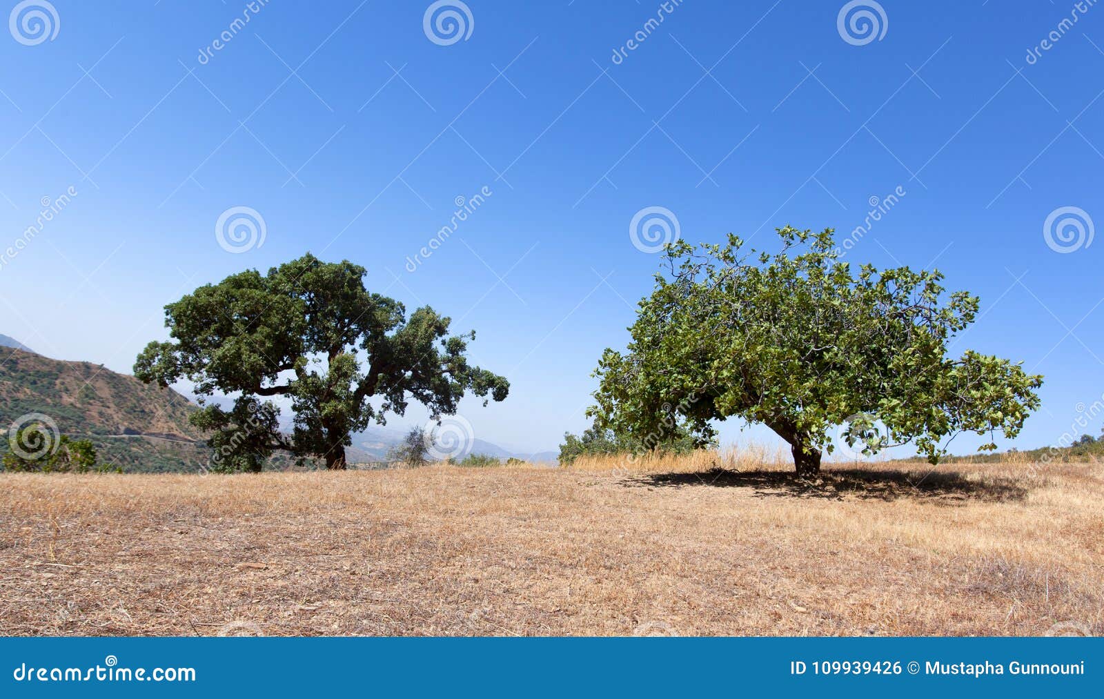 Figs and Oak Tree, Overlooking Panorama, Stock Photo - Image of branch ...