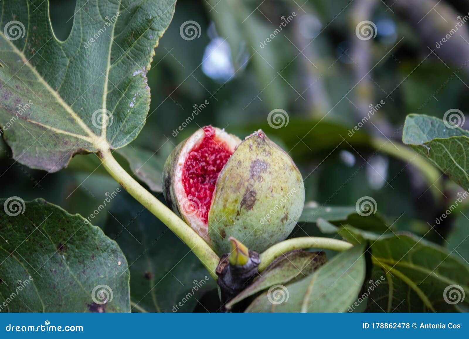 Figs Ripe on a Tree Branch, Fig Tree Stock Photo - Image of nourishment ...