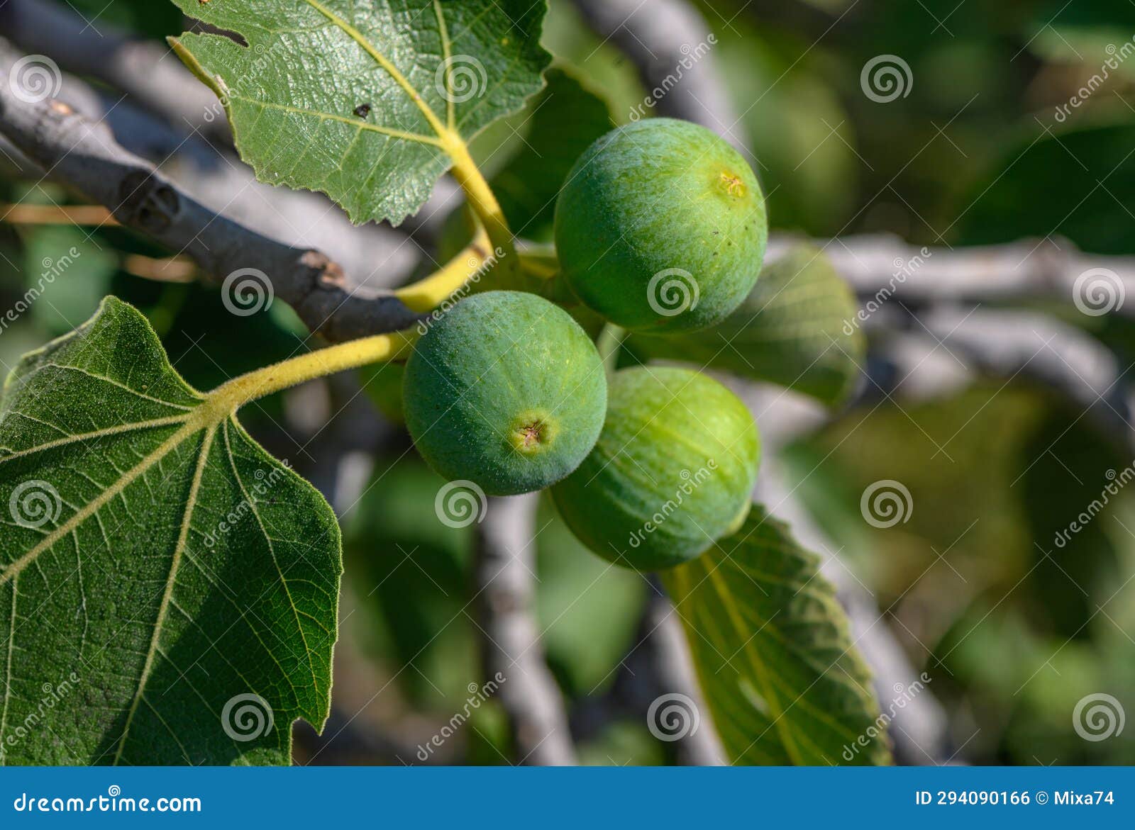 Green Figs on Tree Branches 8 Stock Photo - Image of work, diet: 294090166