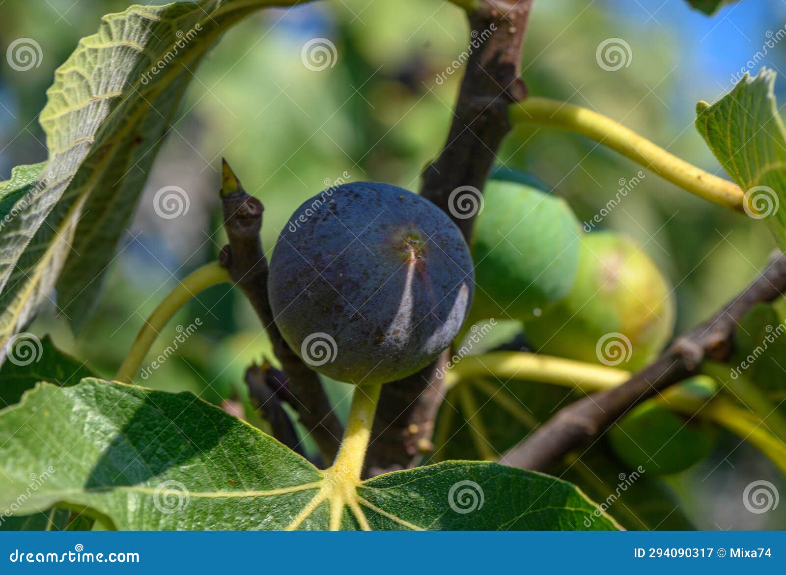 Green Figs on Tree Branches 7 Stock Image - Image of tropical, botany ...