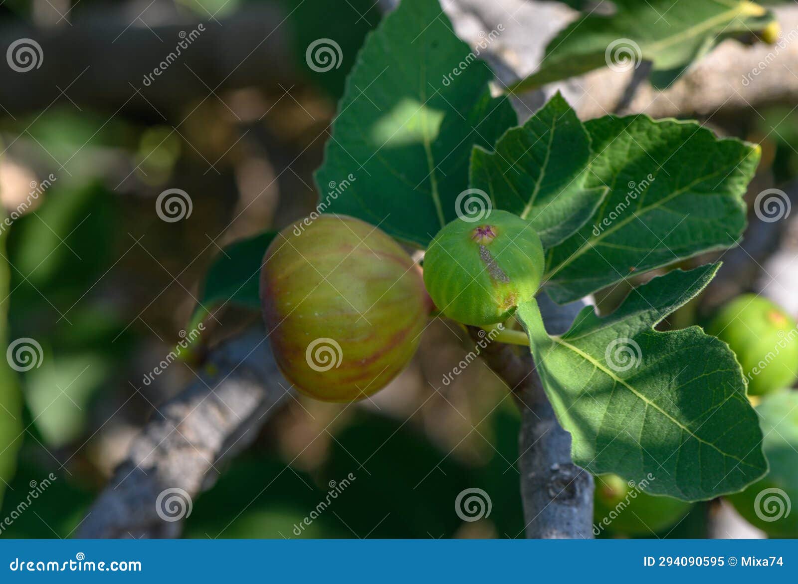 Green Figs on Tree Branches 5 Stock Image - Image of expansion, sweet ...