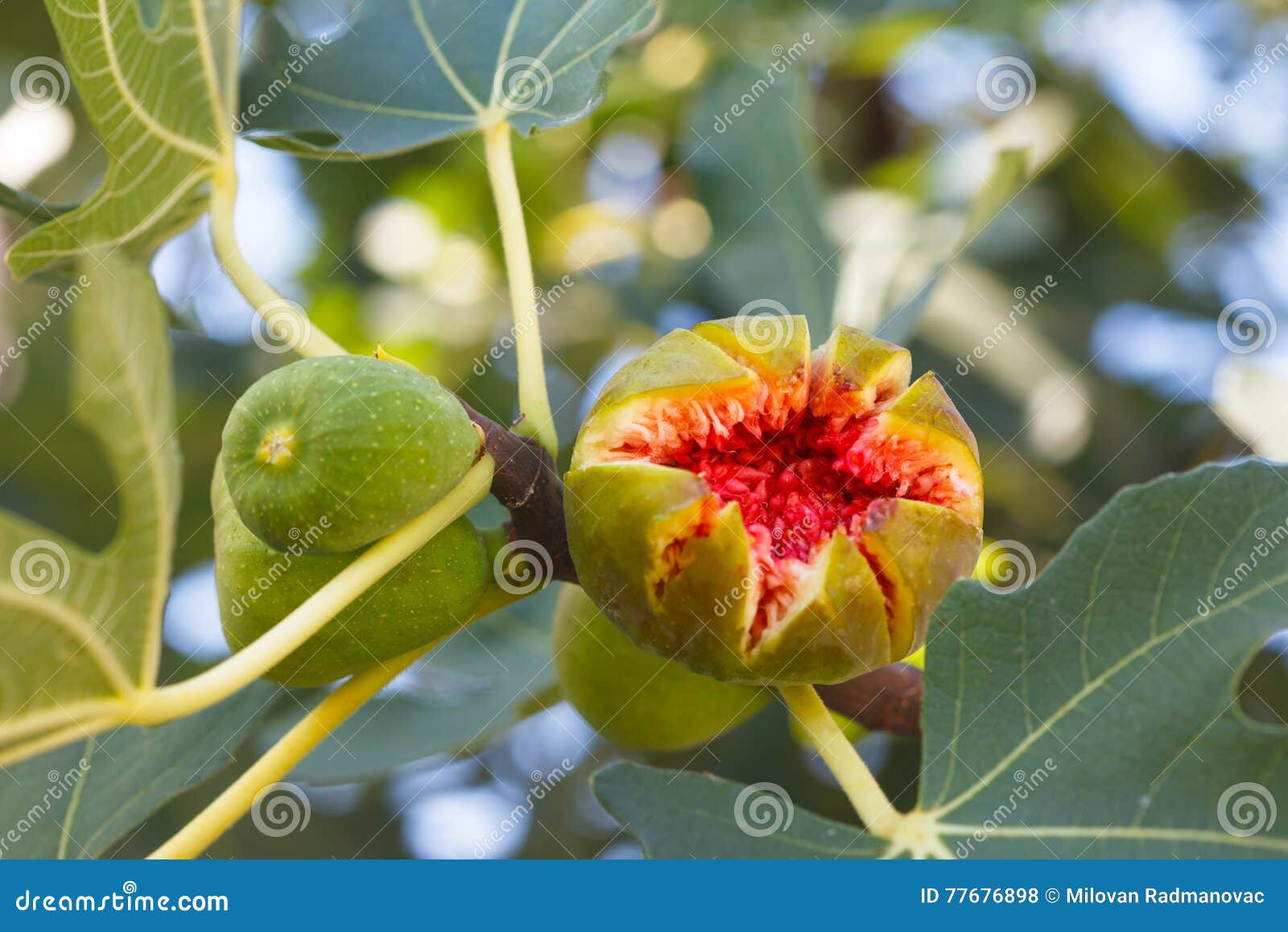 Figs Ripening On A Branch In A Shady Corner Of A Garden.Fig Tree. Ripe ...