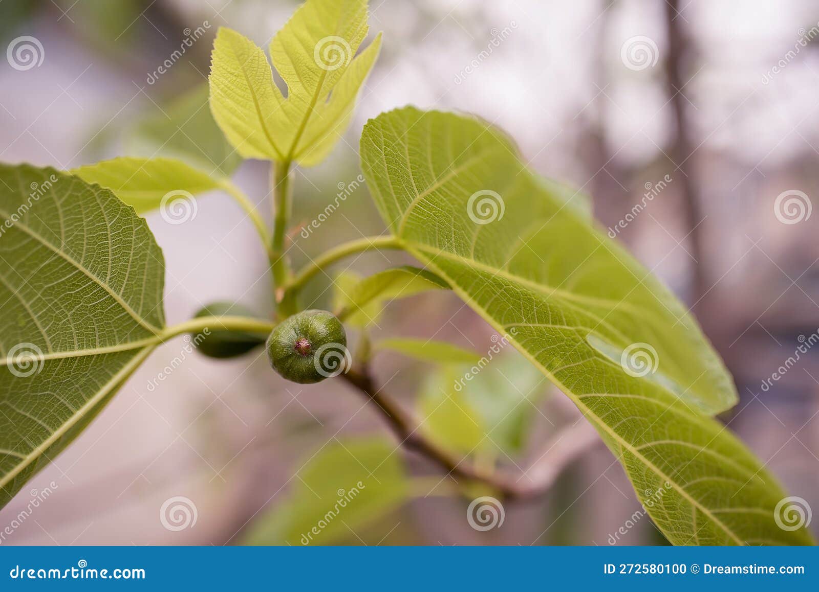 Figs Ripening On A Branch In A Shady Corner Of A Garden.Fig Tree. Ripe ...