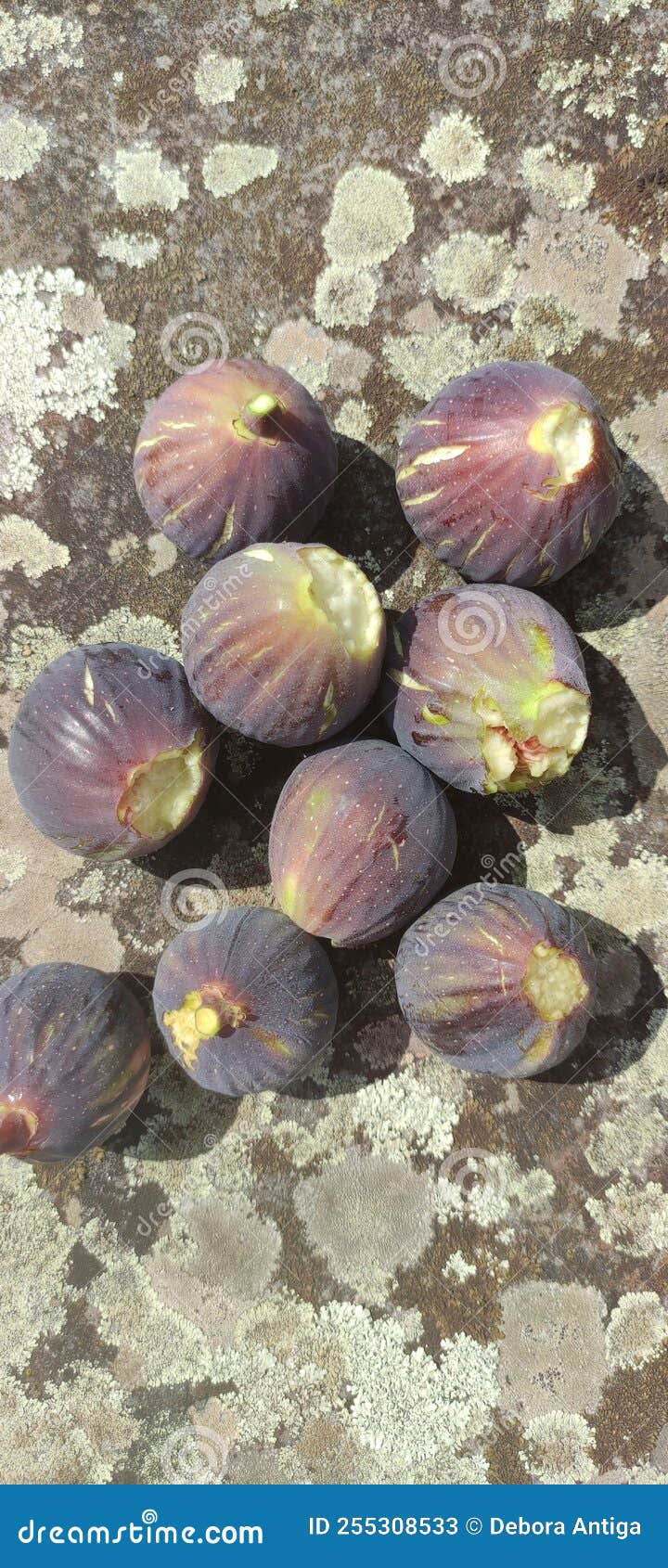 Figs on Stone in Italy Tuscany Stock Image - Image of leaf, purple ...