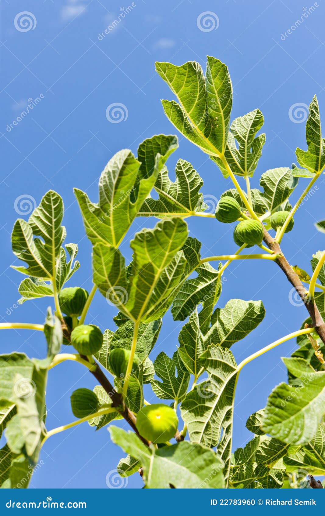 Figs on tree stock photo. Image of agriculture, harvest - 22783960