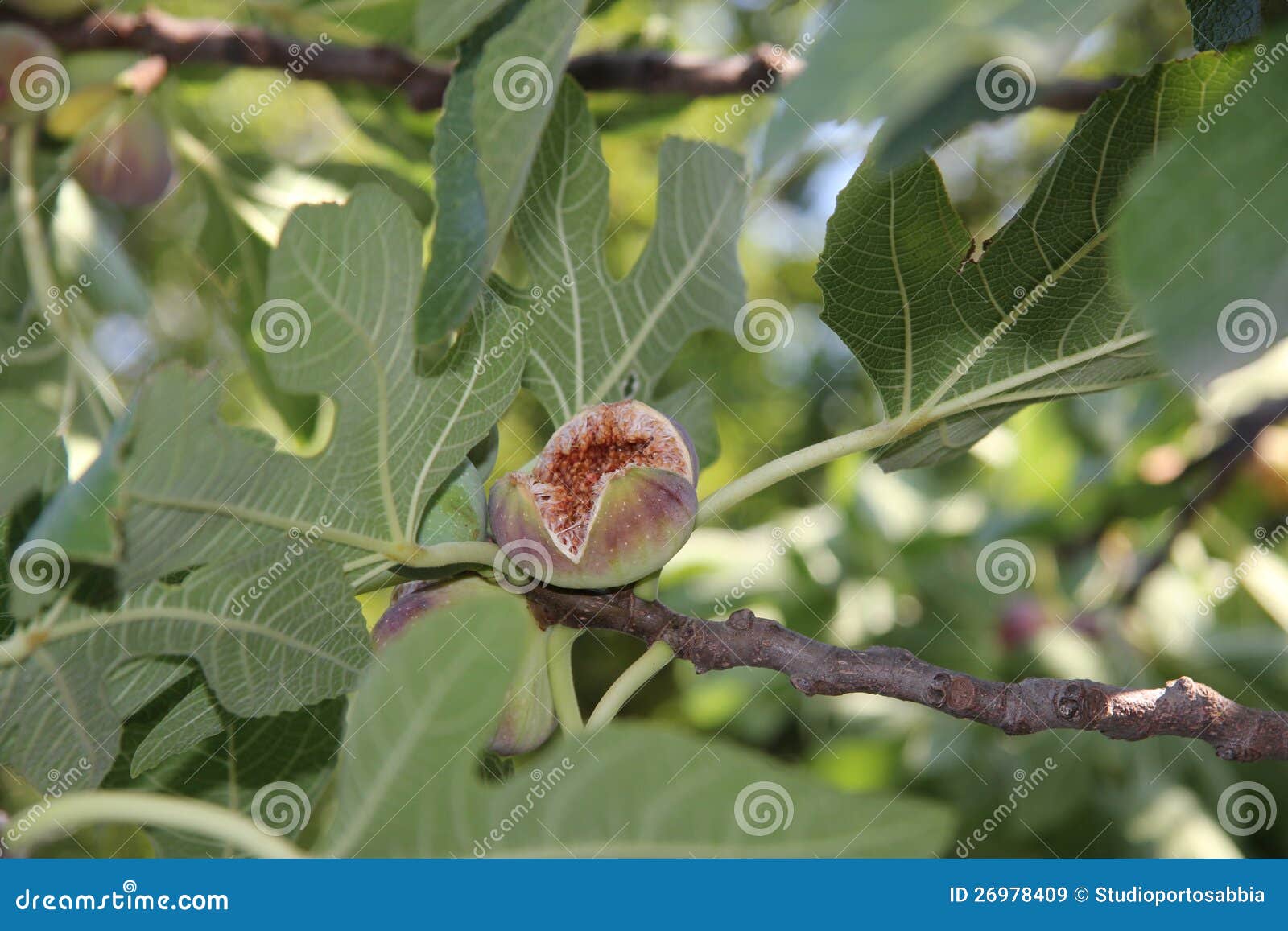 Figs on a tree stock image. Image of grow, growing, leaf - 26978409