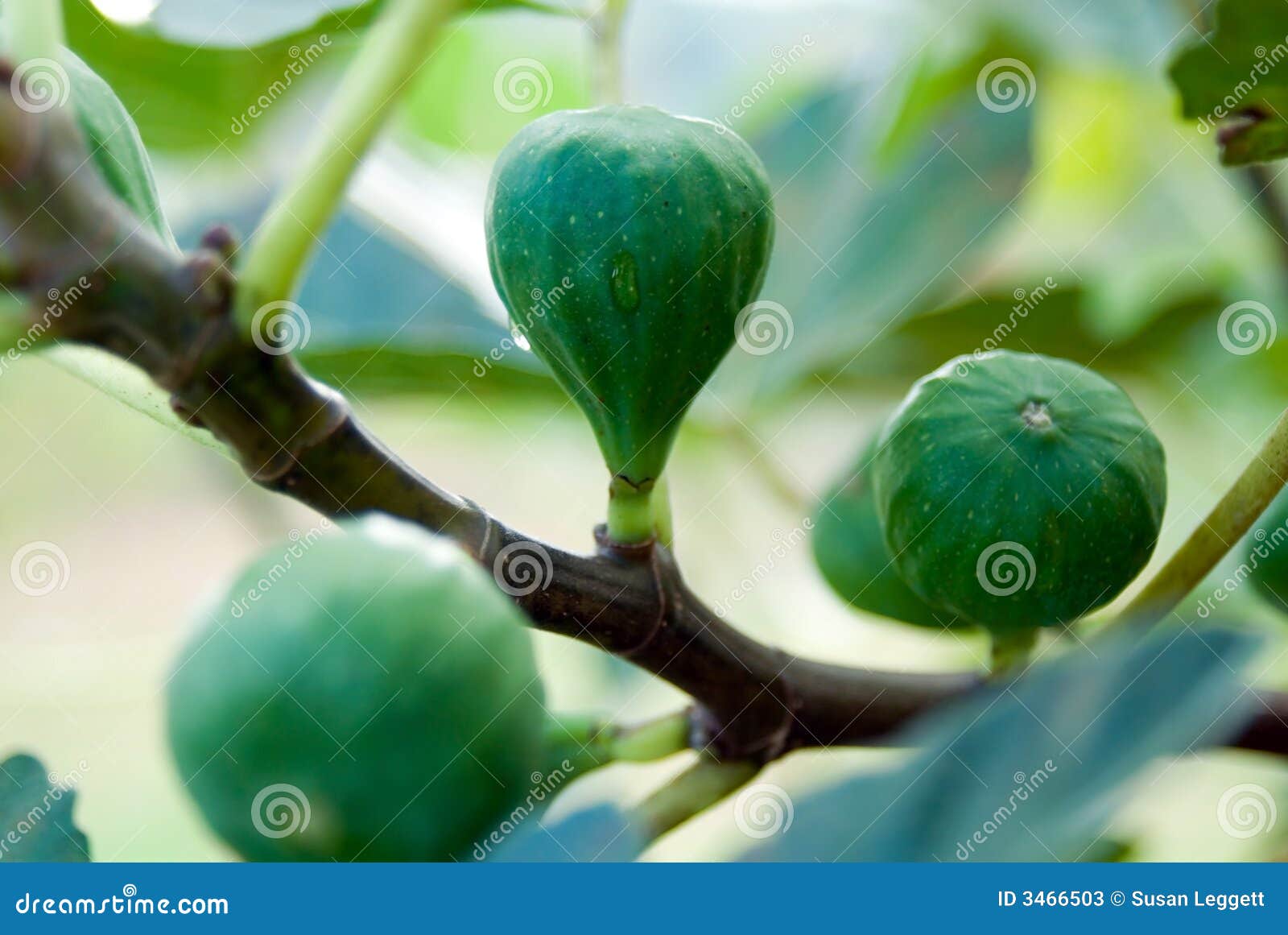 Figs on a tree stock image. Image of nature, food, bush - 3466503