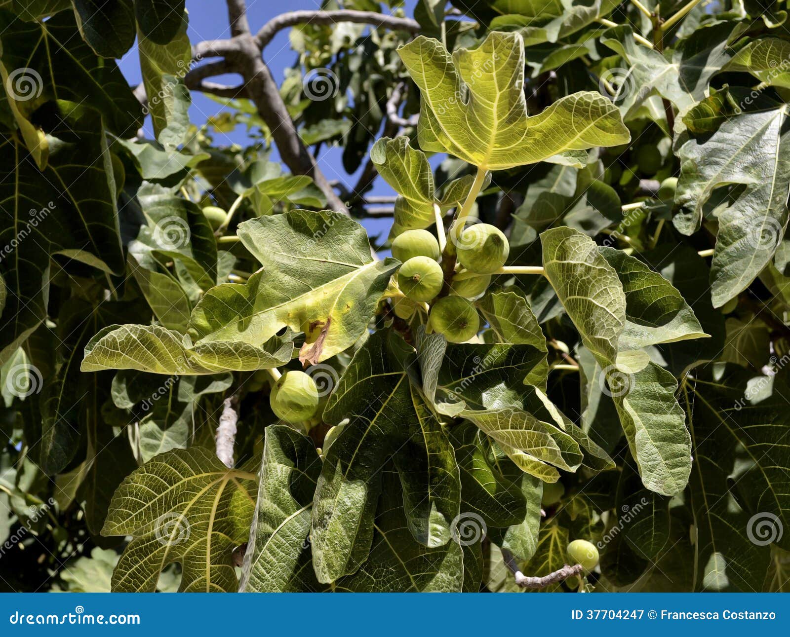 Figs tree stock image. Image of nature, ripe, mediterranean - 37704247
