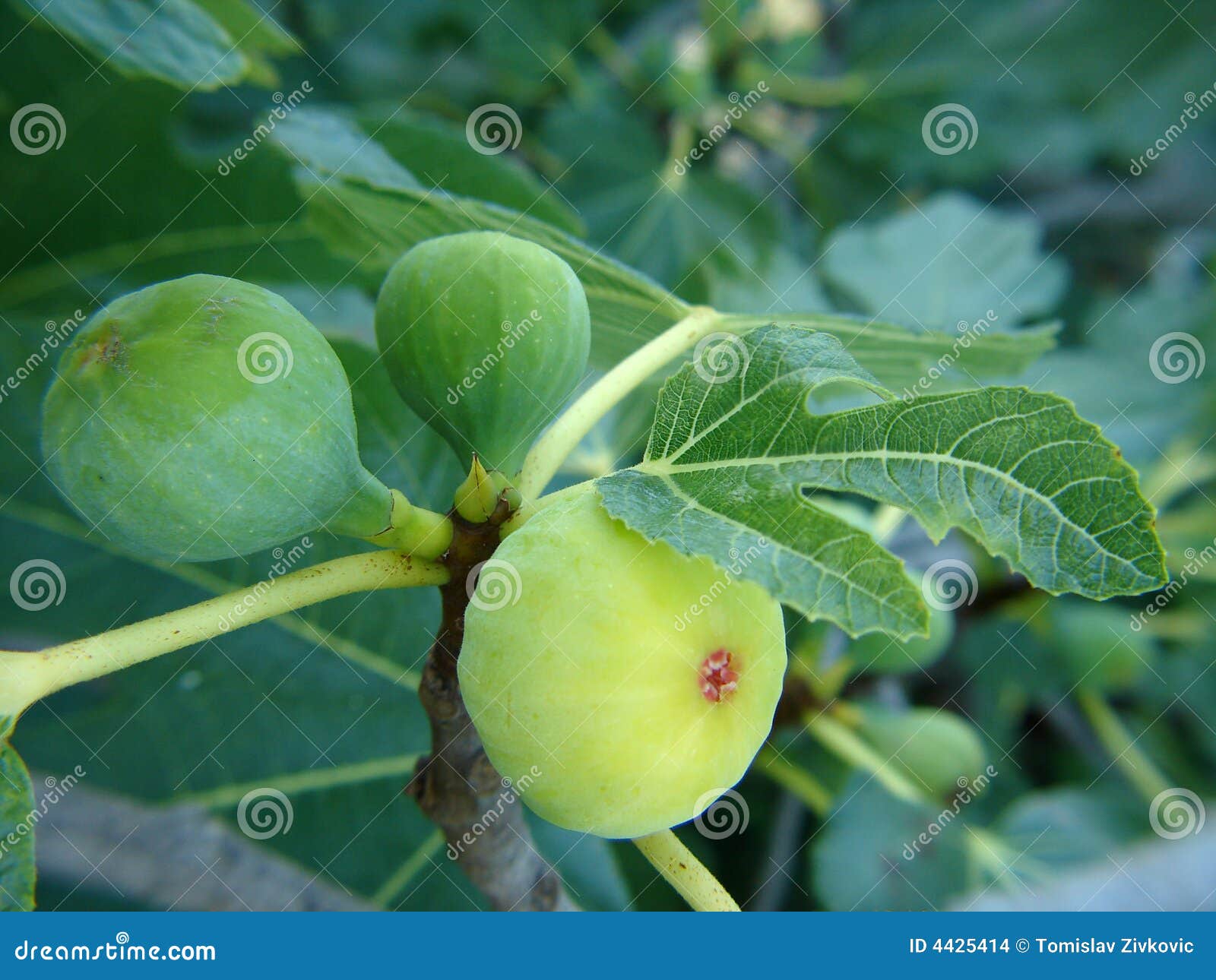 Figs on tree stock photo. Image of plant, leaf, nutrition - 4425414