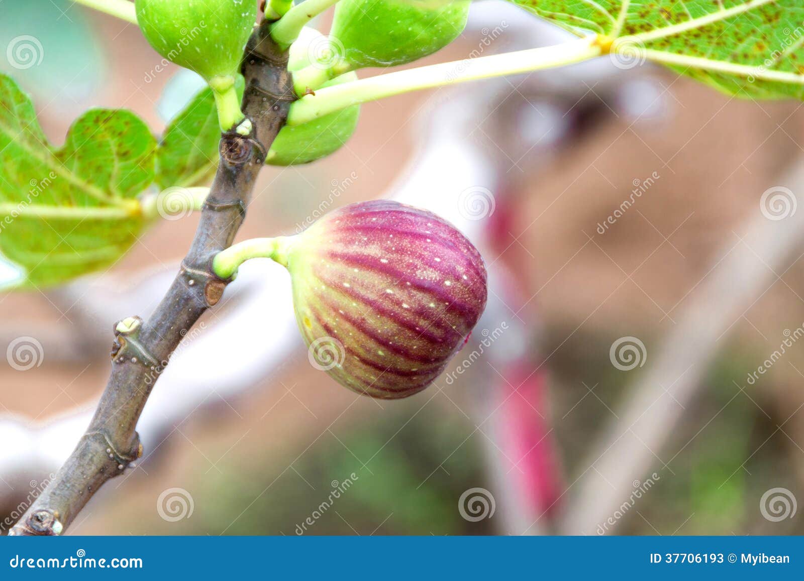 Figs on tree branch stock image. Image of food, nutrition - 37706193