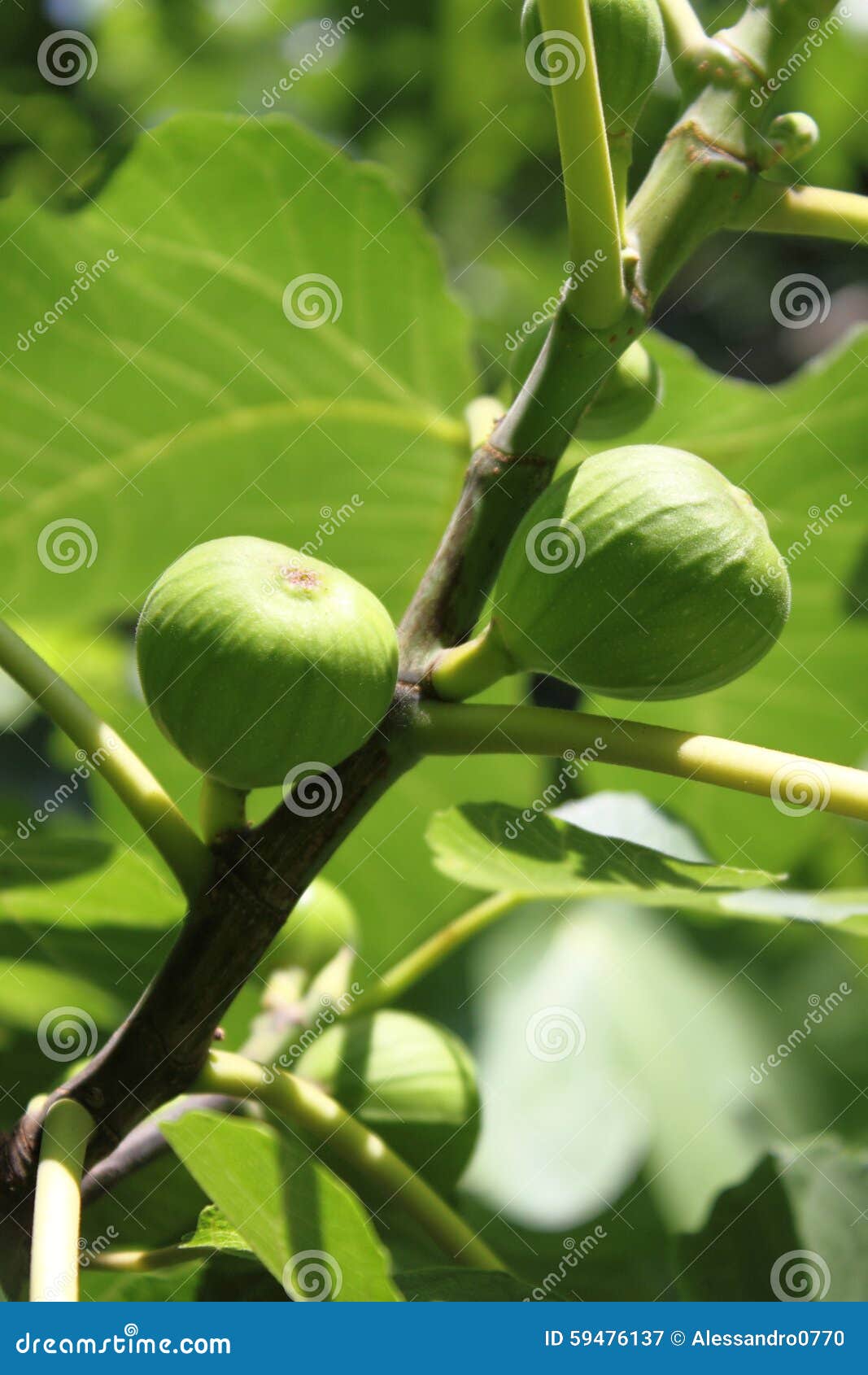 Figs on tree stock image. Image of recipe, organic, juicy - 59476137