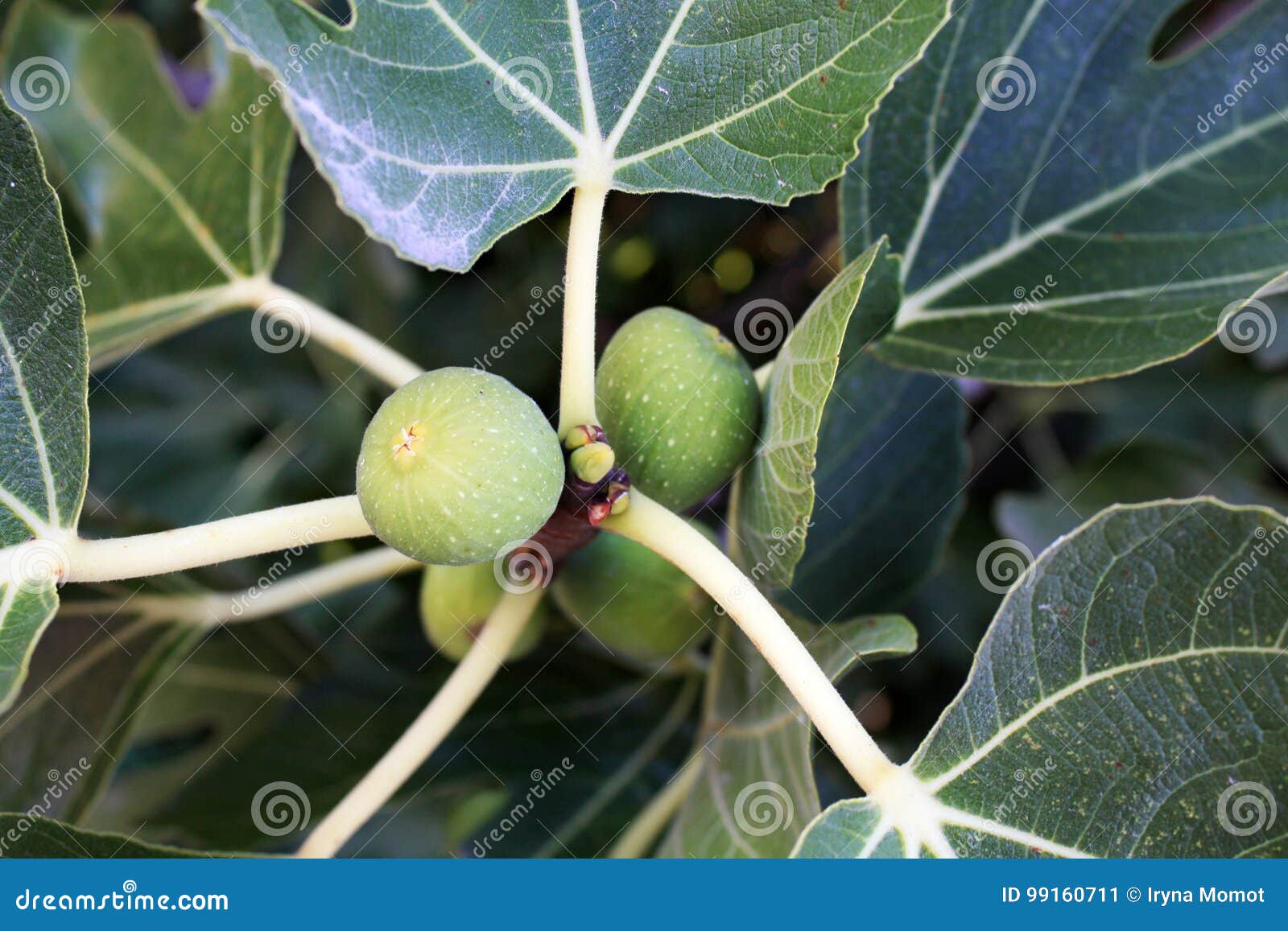 Figs on the tree stock image. Image of summer, agriculture - 99160711