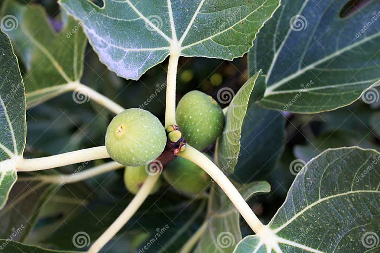 Figs on the tree stock image. Image of nature, agriculture - 99161613