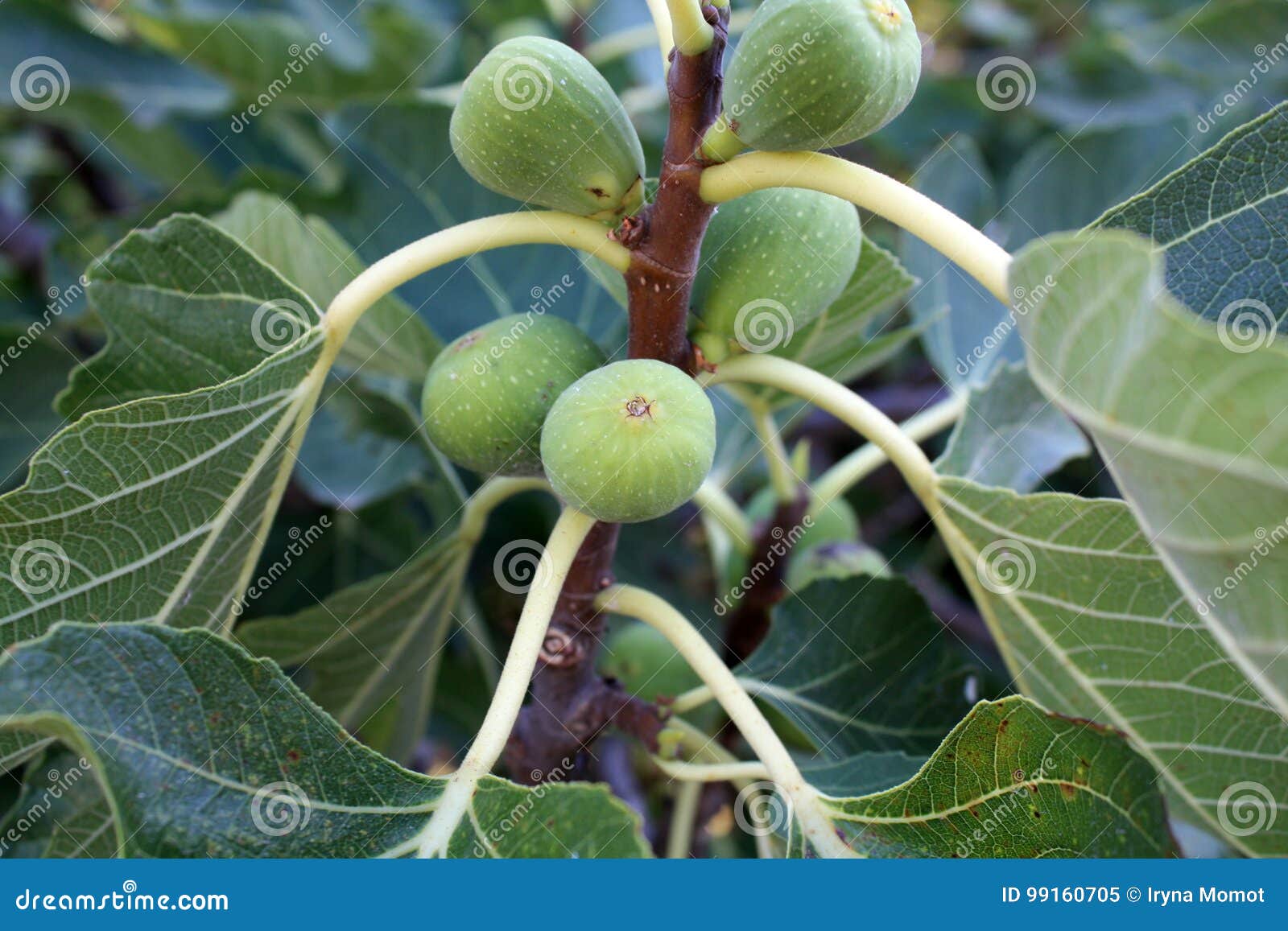 Figs on the tree stock image. Image of organic, garden - 99160705