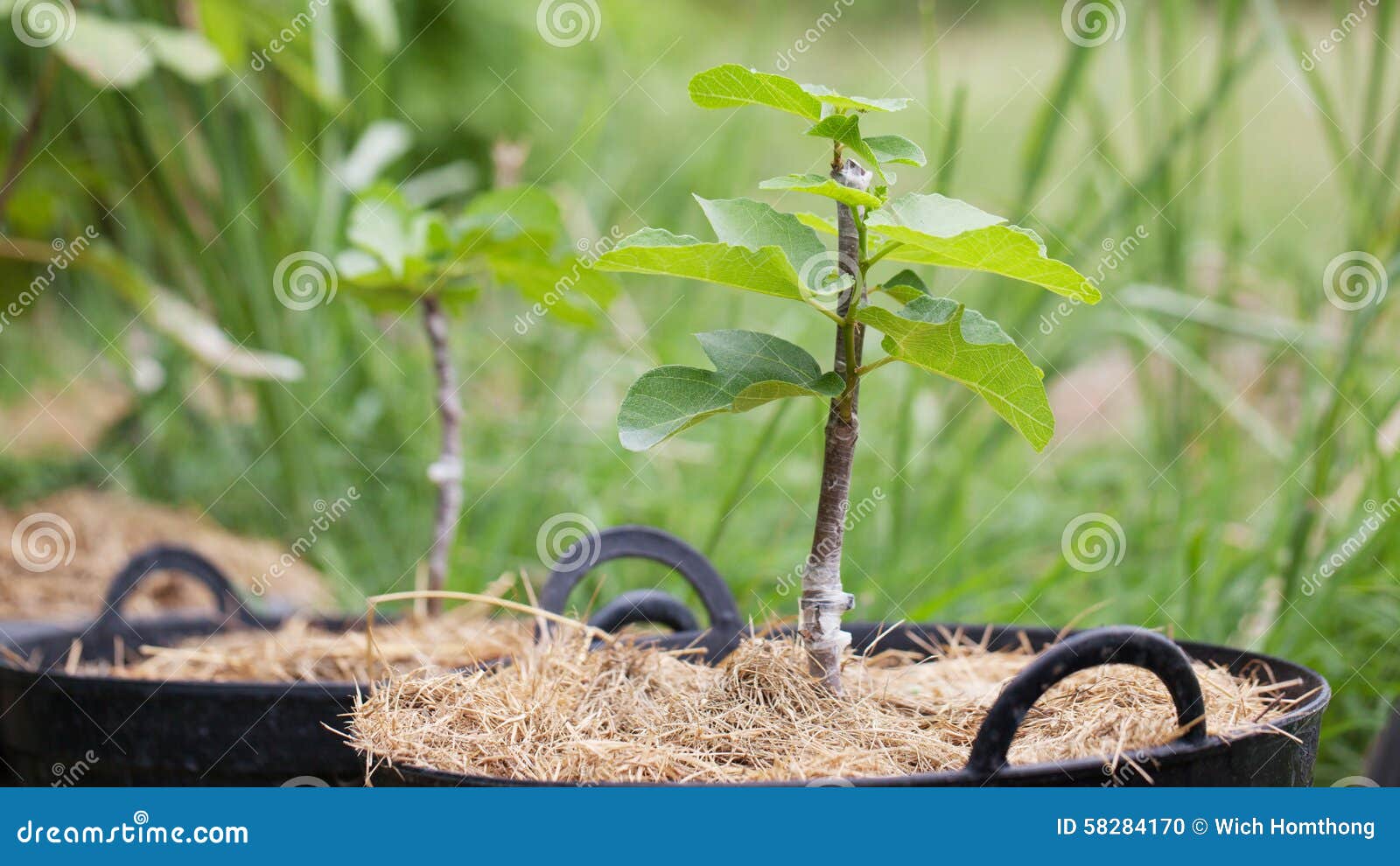 Figs tree grafting stock photo. Image of nature, tree - 58284170