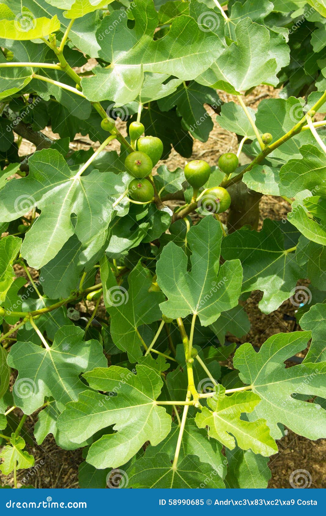 Figs on the Tree stock image. Image of cultivation, grove - 58990685