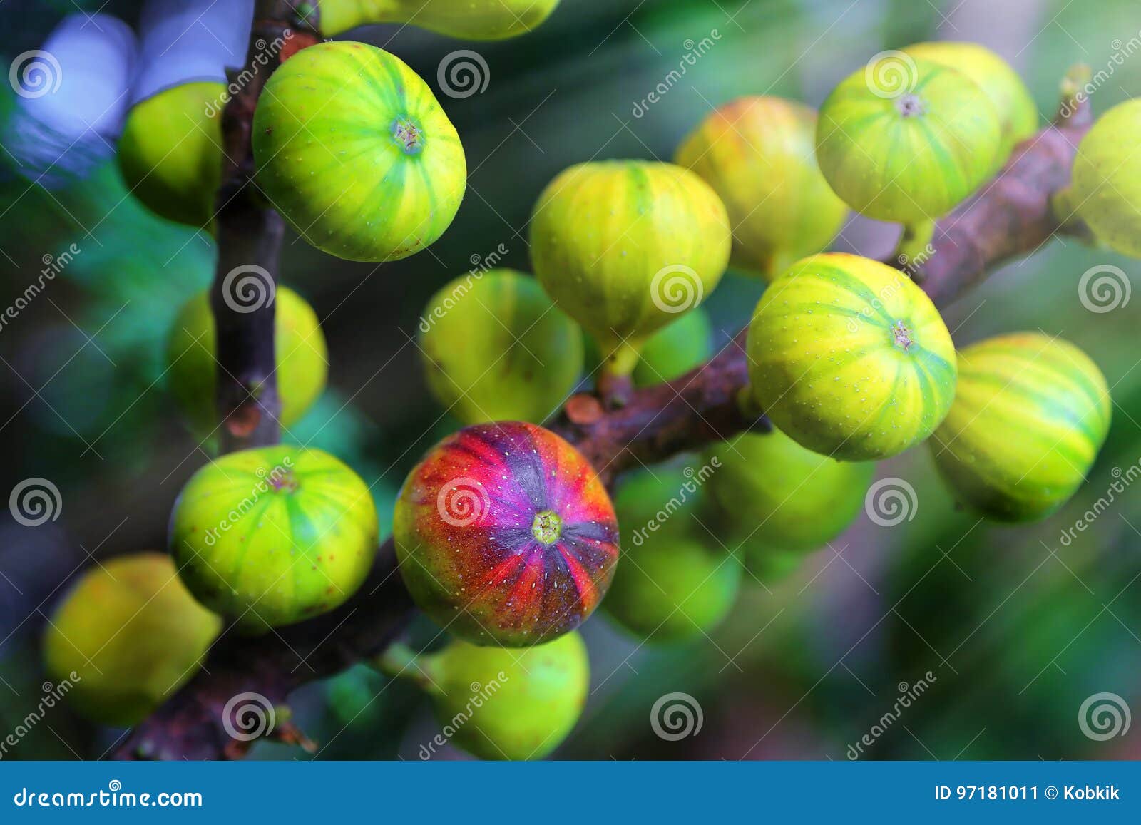Figs Tree with Its Ripened Variegated Fruit. Stock Image - Image of ...